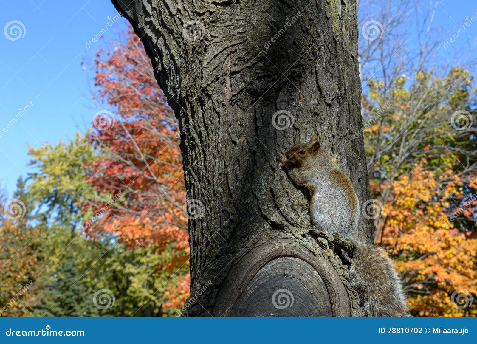 Squirrel Hugging Tree Forest Photos - Free & Royalty-Free Stock Photos ...