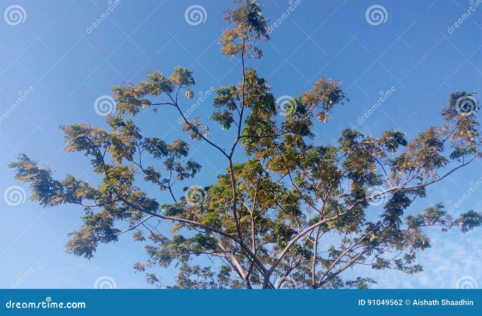 Tree stock photo. Image of blue, plant, tree, hulhumale - 91049562