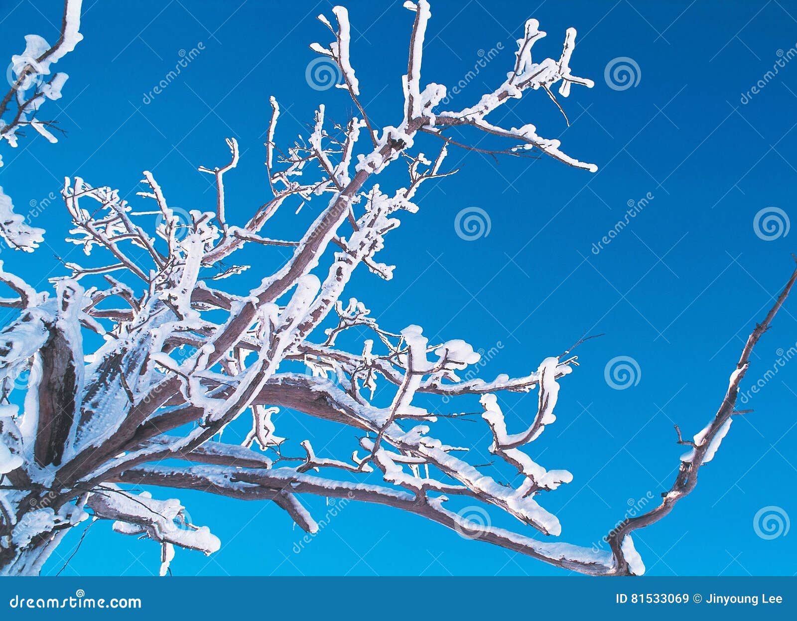 Tree stock image. Image of desert, horizontal, plant - 81533069