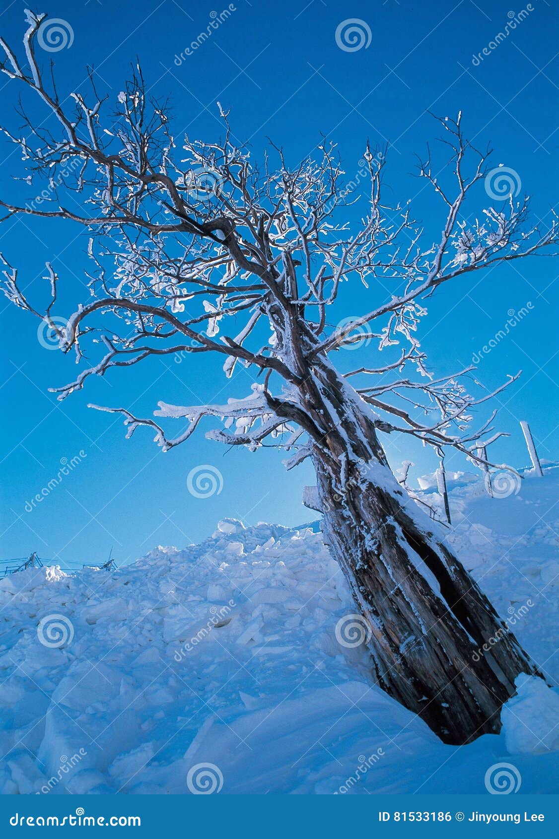 Tree stock photo. Image of tree, ruff, snowing, angle - 81533186
