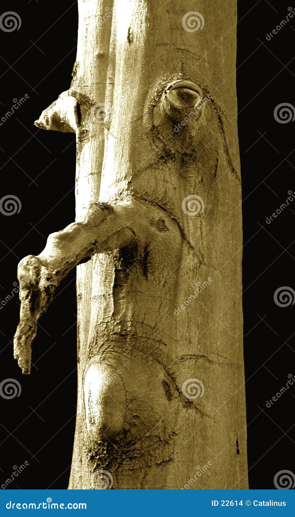 Tree with human face stock photo. Image of nose, talking - 22614