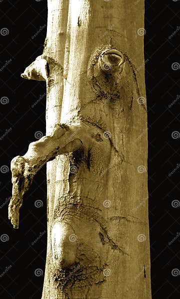 Tree with human face stock photo. Image of nose, talking - 22614