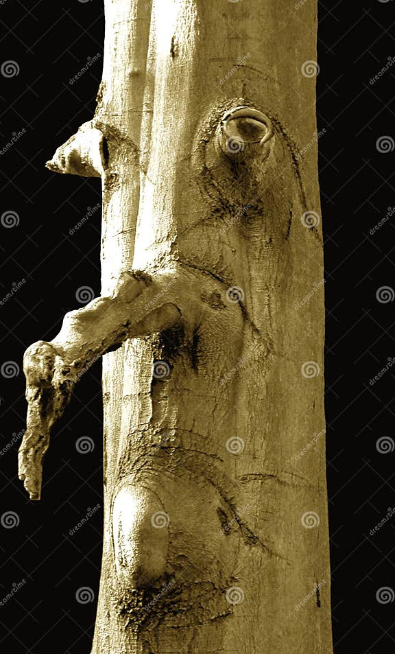 Tree with human face stock photo. Image of nose, talking - 22614