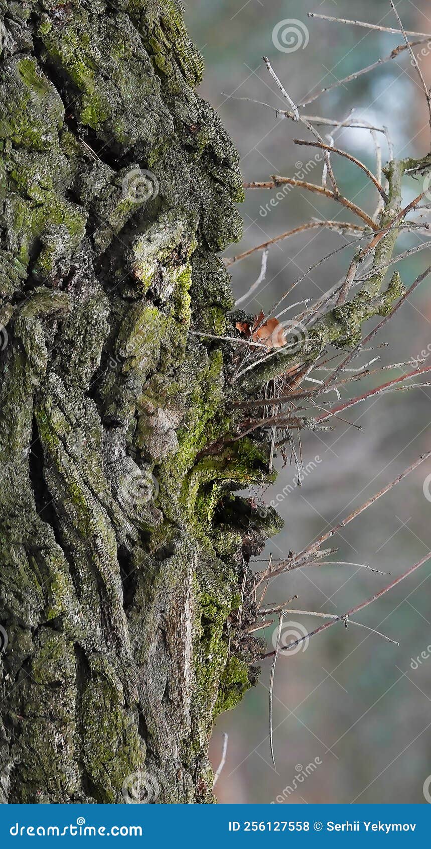 Tree with a human face stock photo. Image of glade, tourist - 256127558