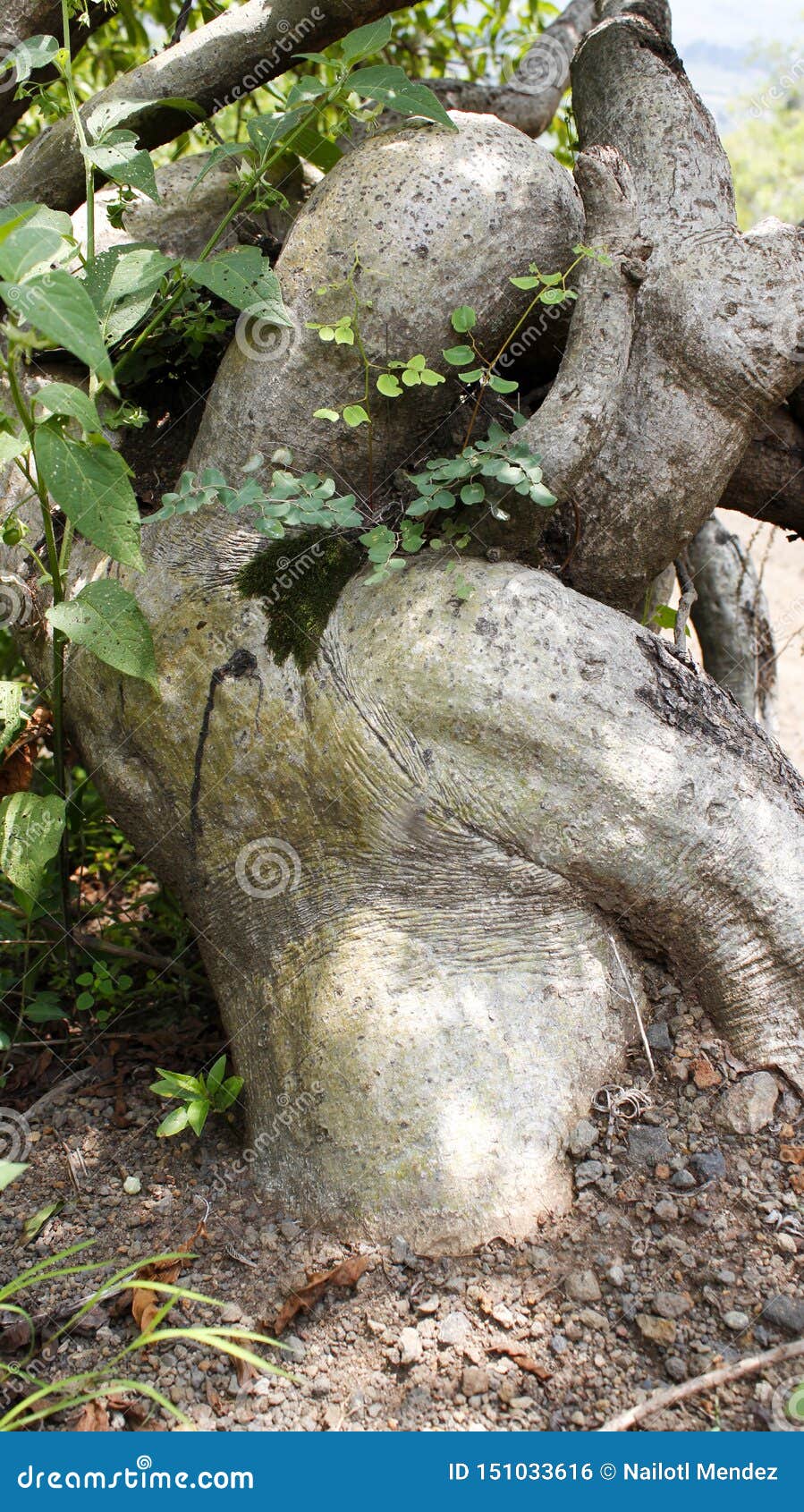 Tree in Human Form of Woman Stock Photo - Image of cosmetics, beauty ...