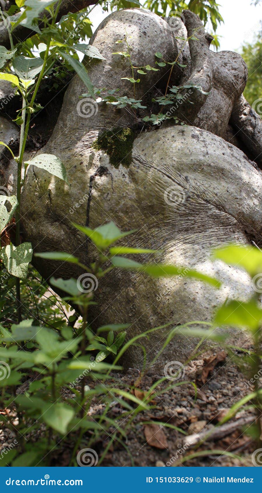 Tree in Human Form of Woman Stock Image - Image of green, design: 151033629