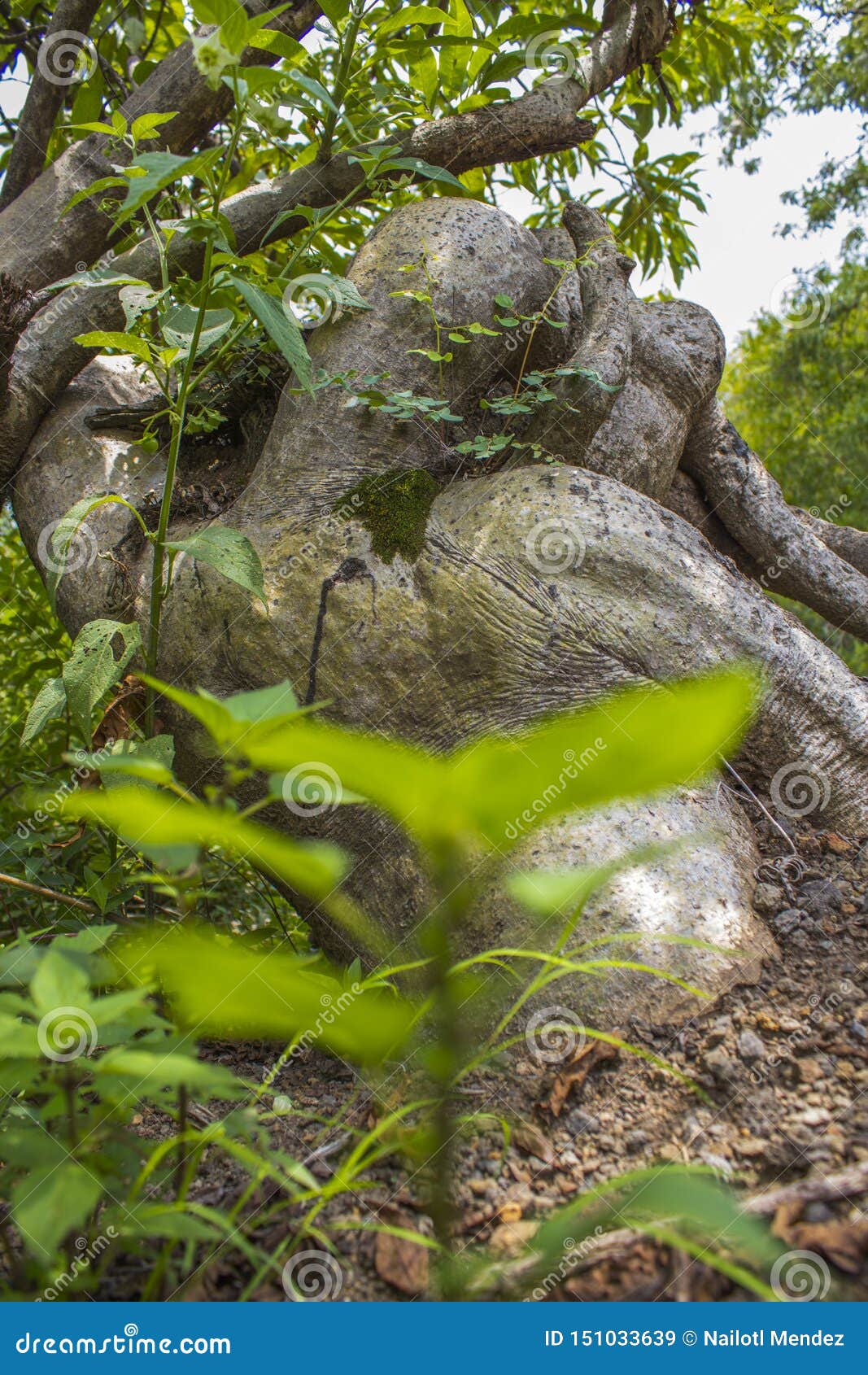 Tree in Human Form of Woman Stock Image - Image of optical, human ...