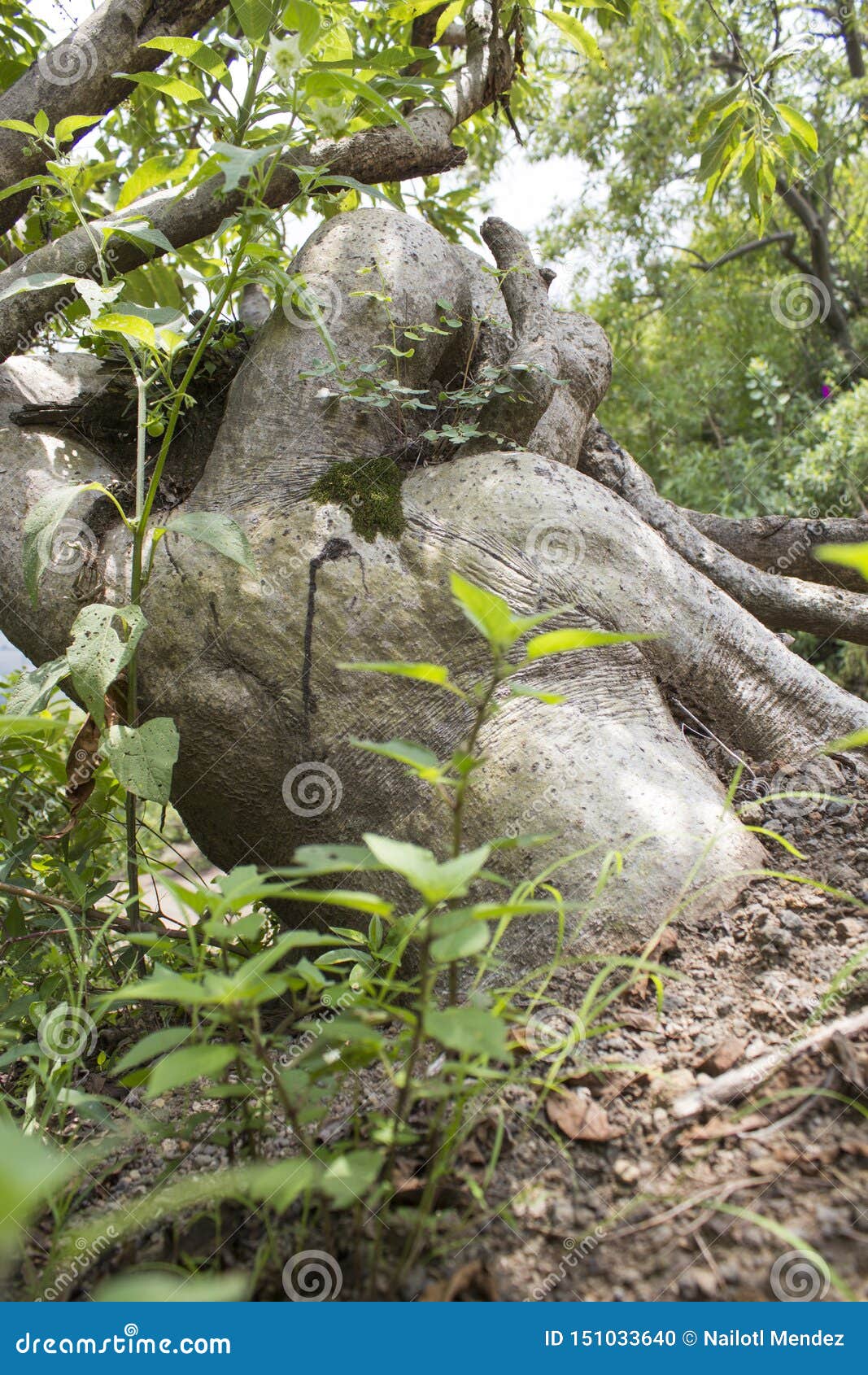 Tree in Human Form of Woman Stock Photo - Image of logo, green: 151033640