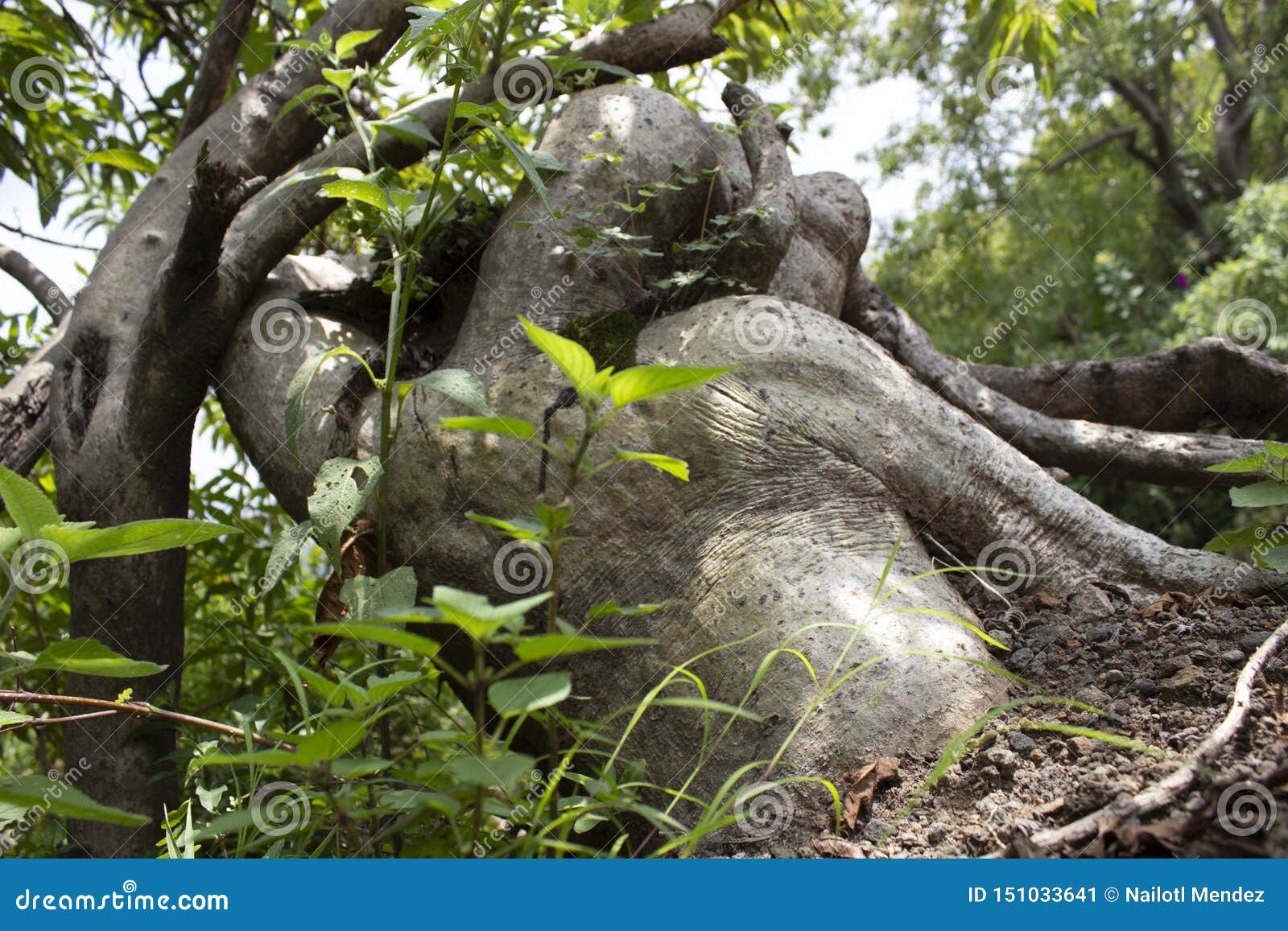 Tree in Human Form of Woman Stock Image - Image of face, design: 151033641