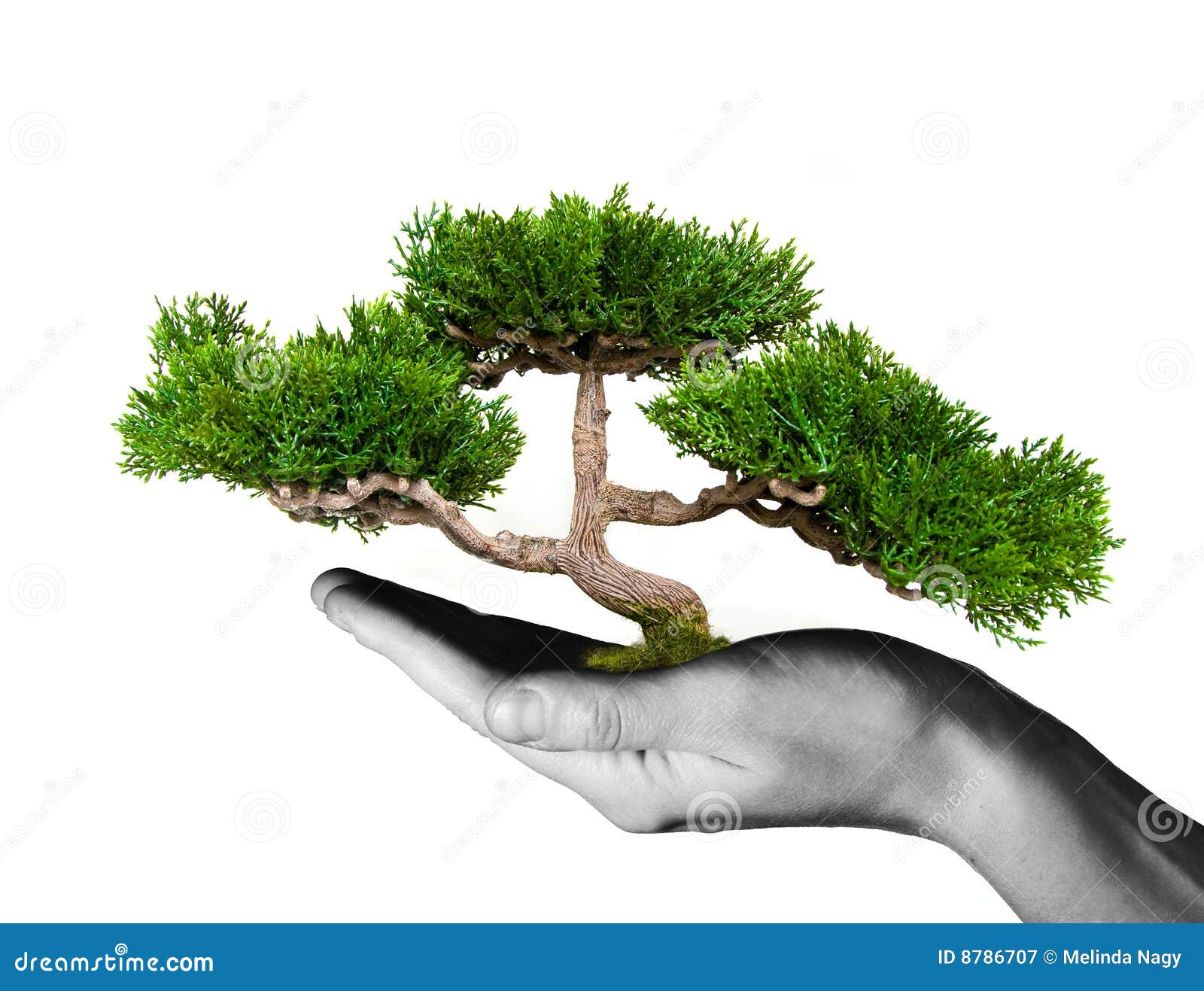 Tree in human hands stock image. Image of inspiration - 8786707