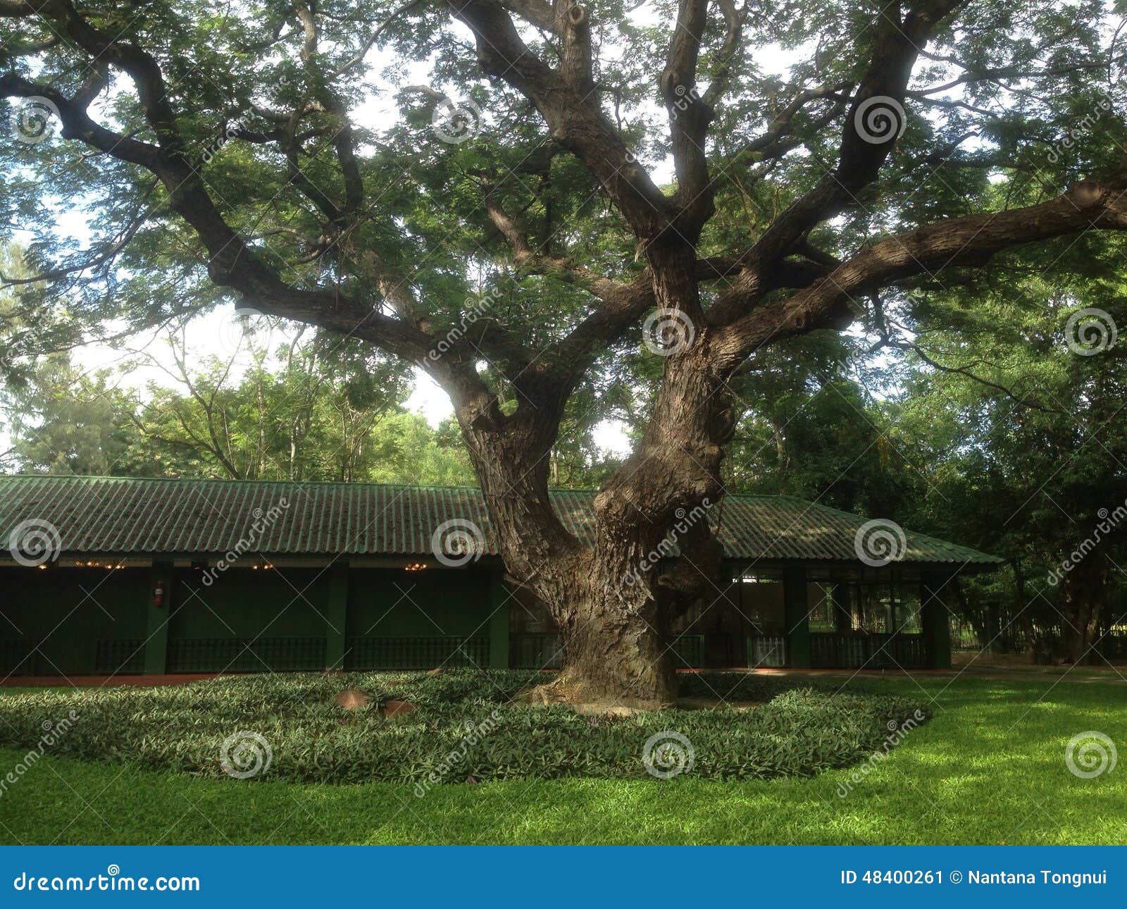 Tree hundred stock image. Image of nature, beautiful - 48400261