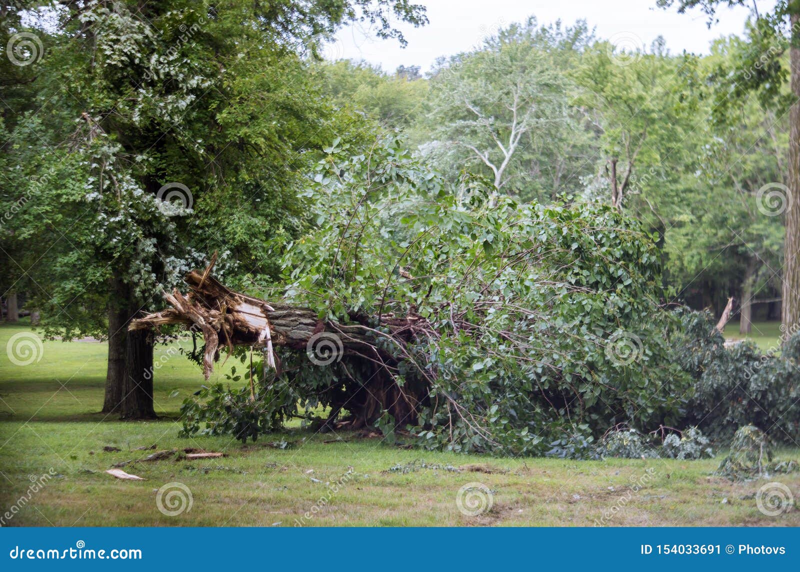 Tree after Hurricane a Strong Storm Went through Stock Image - Image of ...