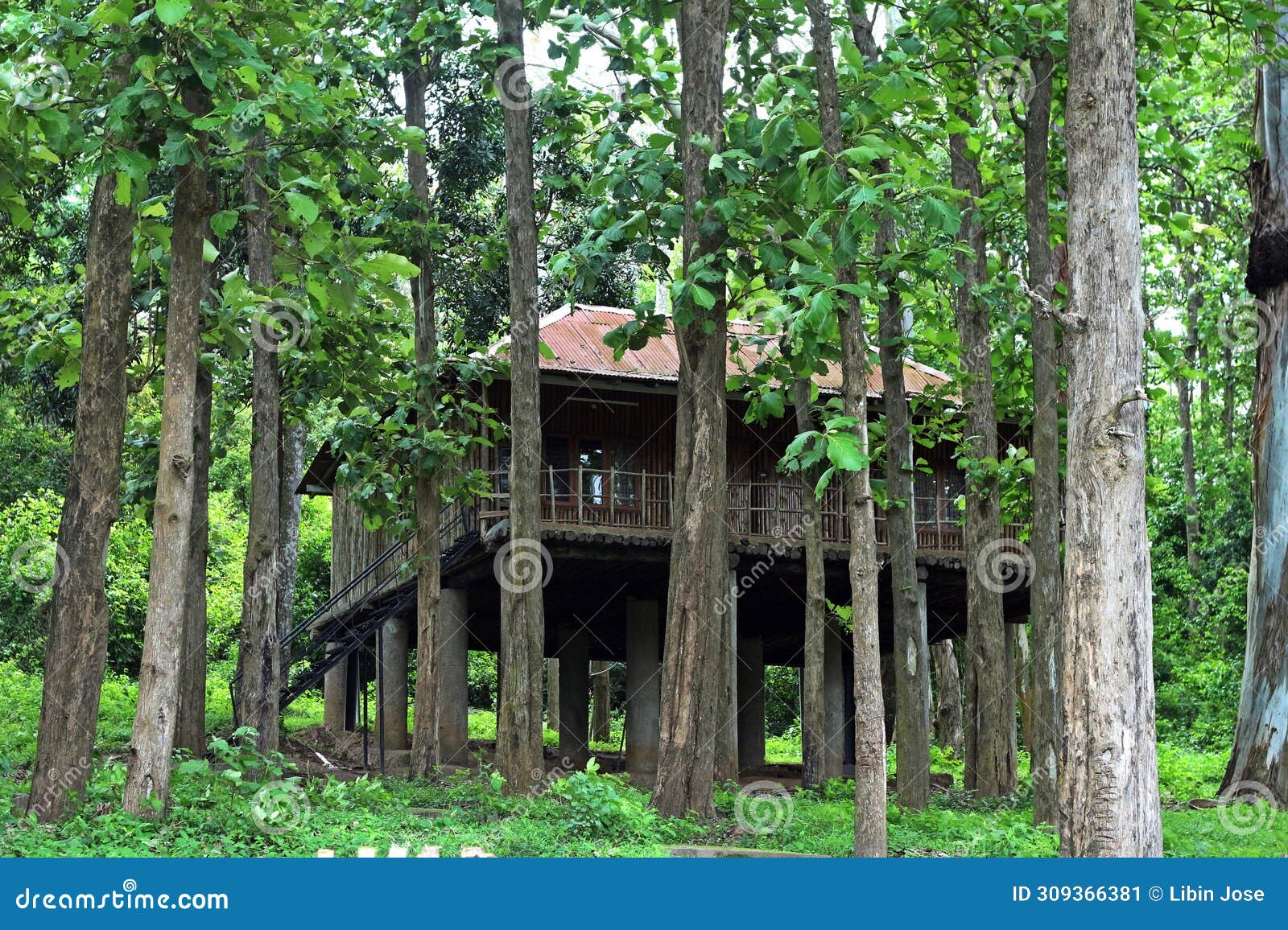 Tree Hut House in the Middle of Teak Wood Trees in Kerala Stock Image ...