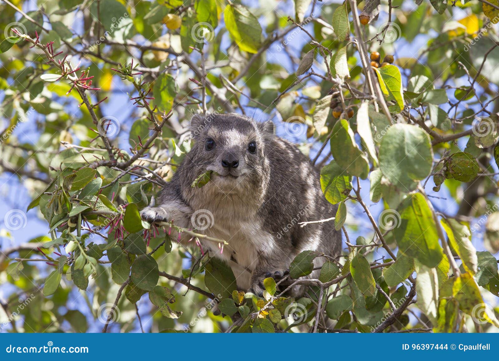 Tree Hyrax Or Dendrohyrax Arboreus Royalty-Free Stock Photography ...