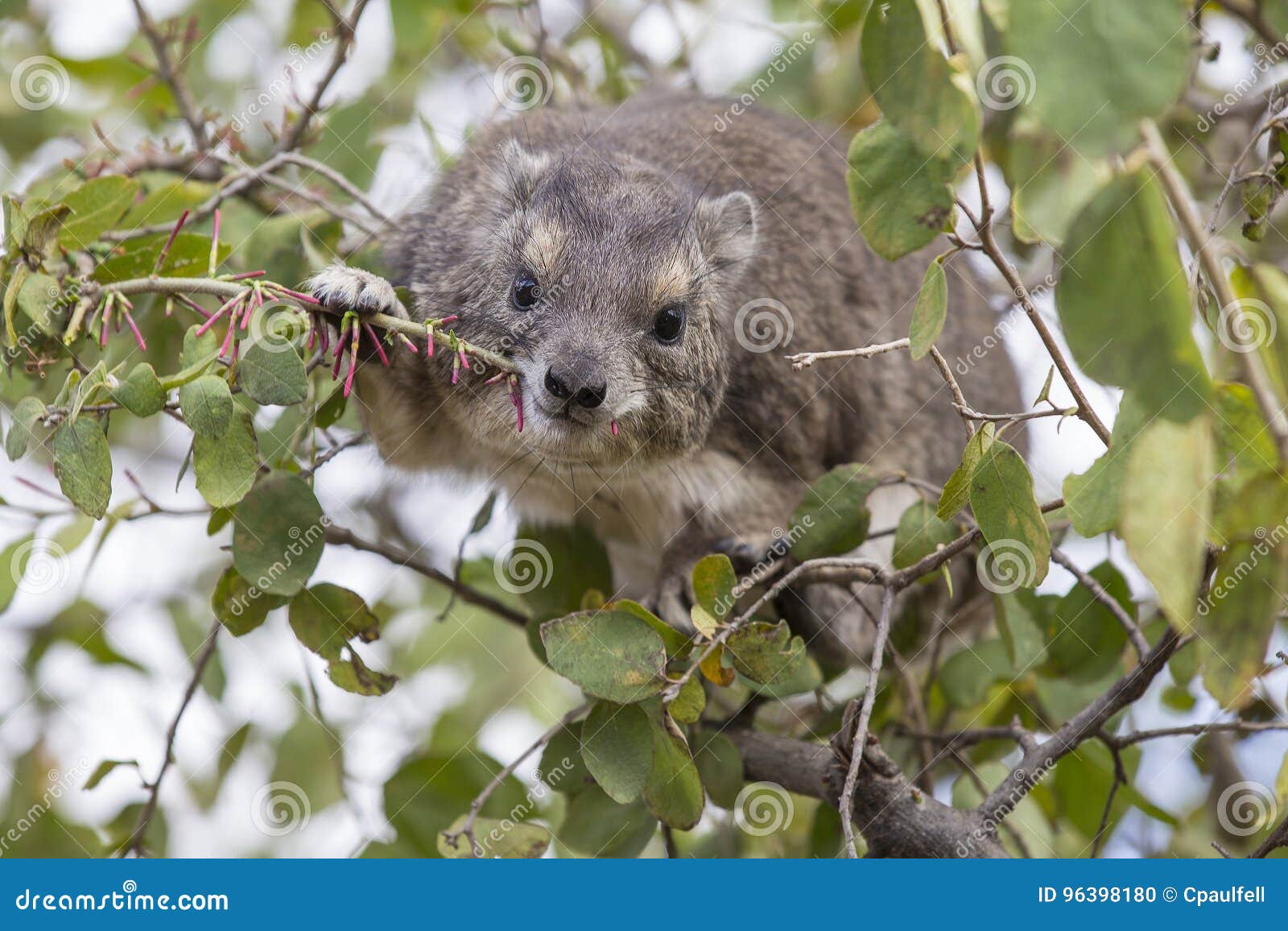 Tree Hyrax stock photo. Image of capensis, hairy, park - 96398180