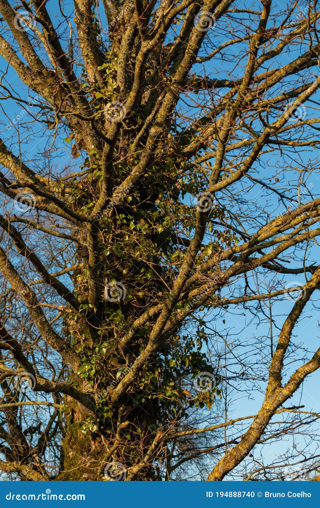 Tree Branches stock photo. Image of france, deuxsevres - 194888740