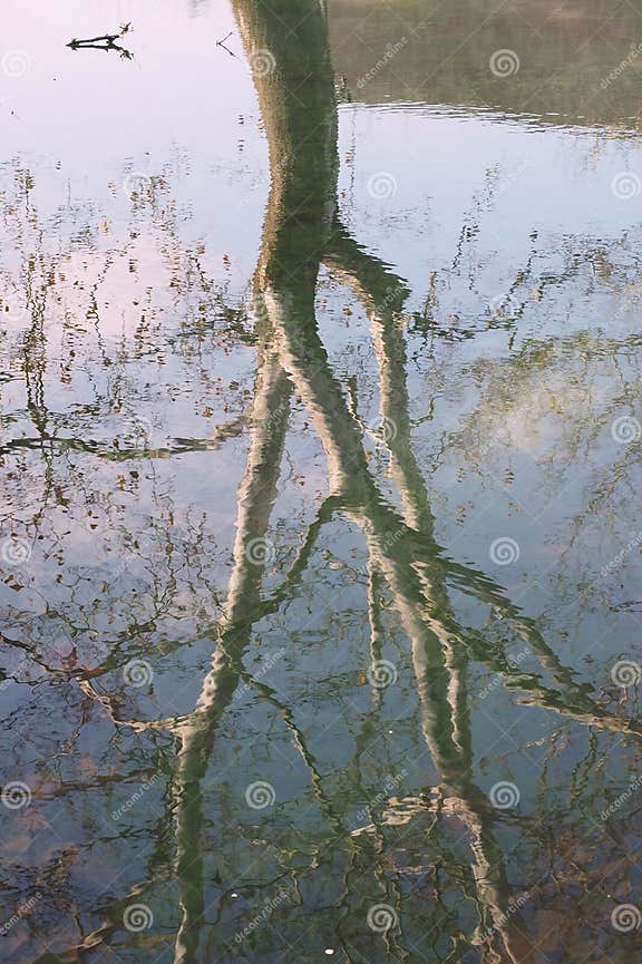 The Tree is Reflected in the Pond. Stock Image - Image of frost, nature ...