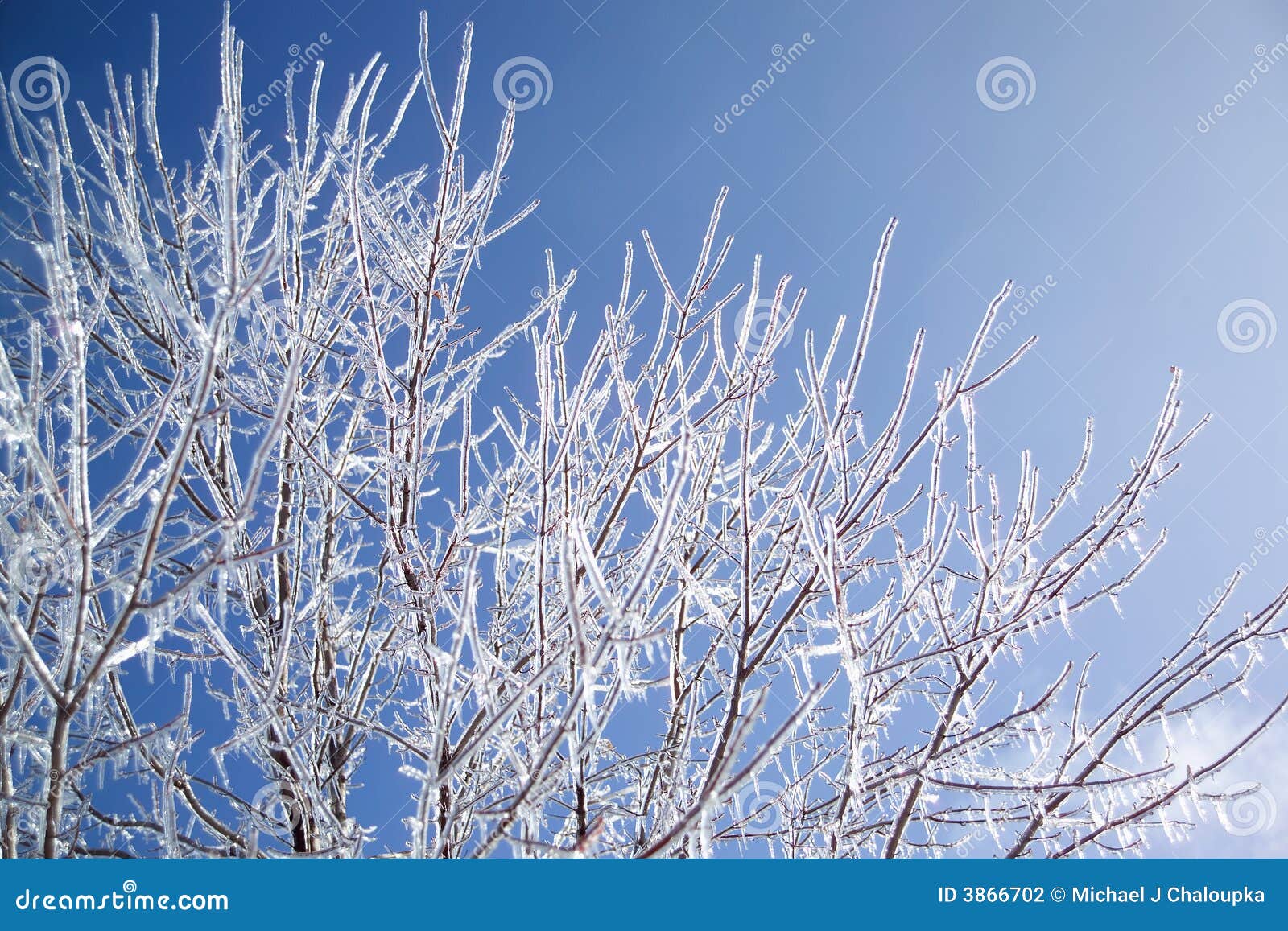 Tree with ice stock photo. Image of freezing, winter, blue - 3866702