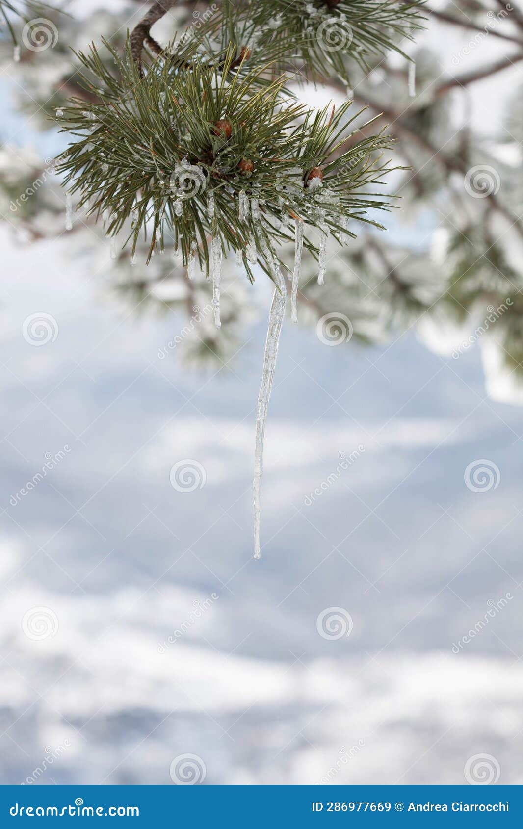 Tree with ice stock image. Image of light, icing, outdoor - 286977669