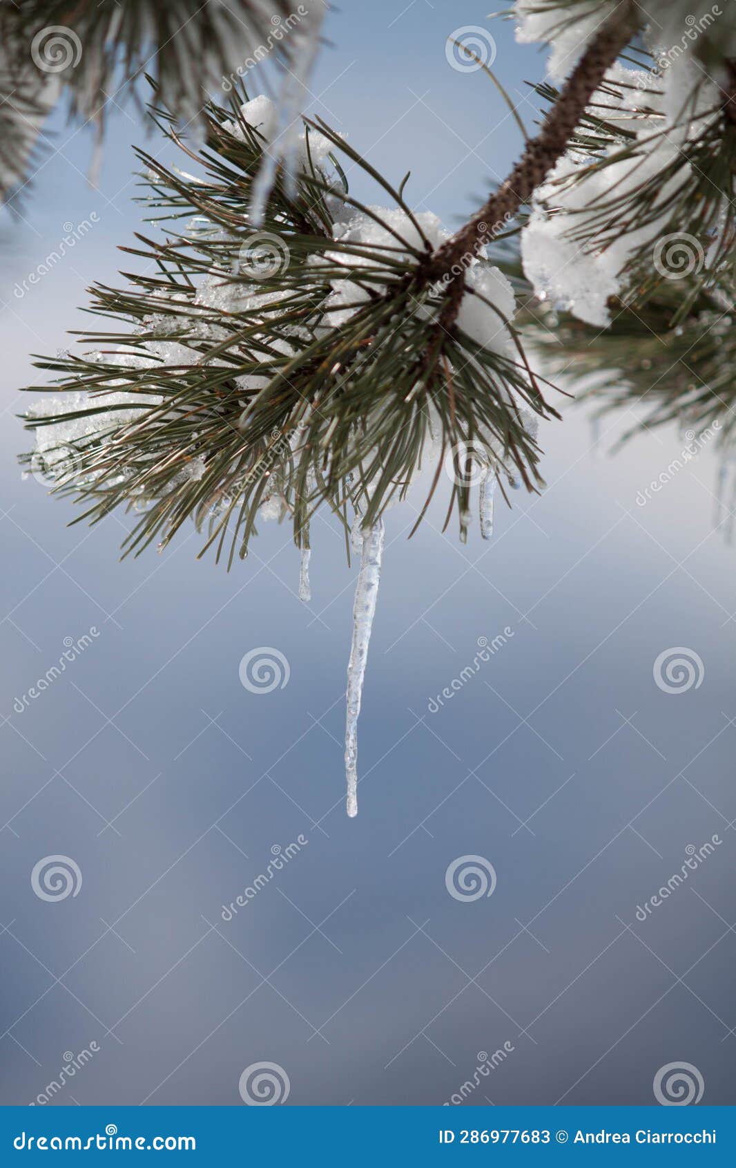 Tree with ice stock image. Image of winter, season, palm - 286977683