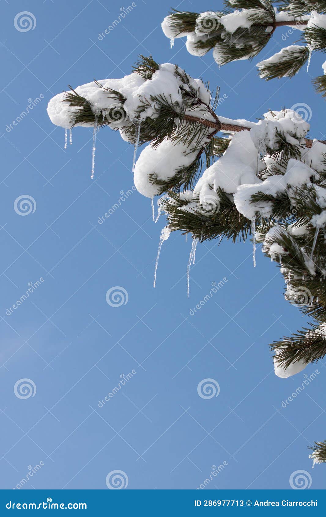 Tree with ice stock image. Image of bird, wings, snow - 286977713