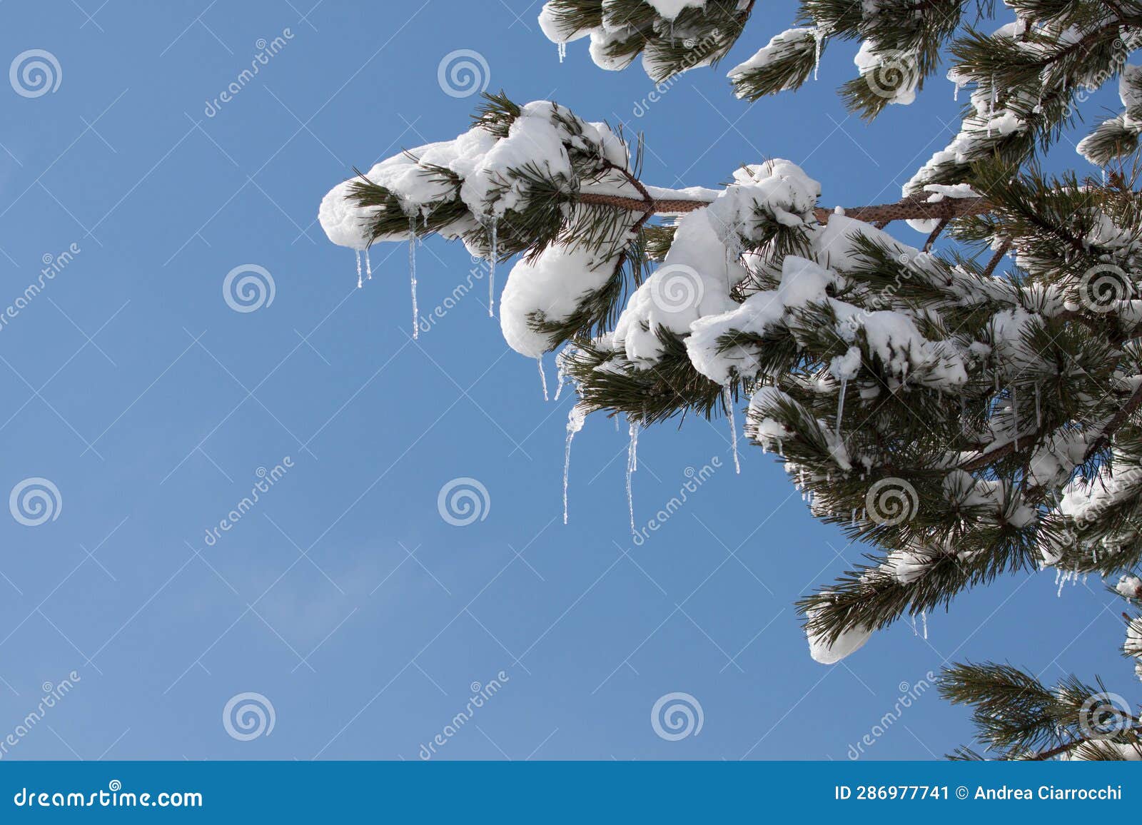 Tree with ice stock image. Image of wildlife, ocean - 286977741