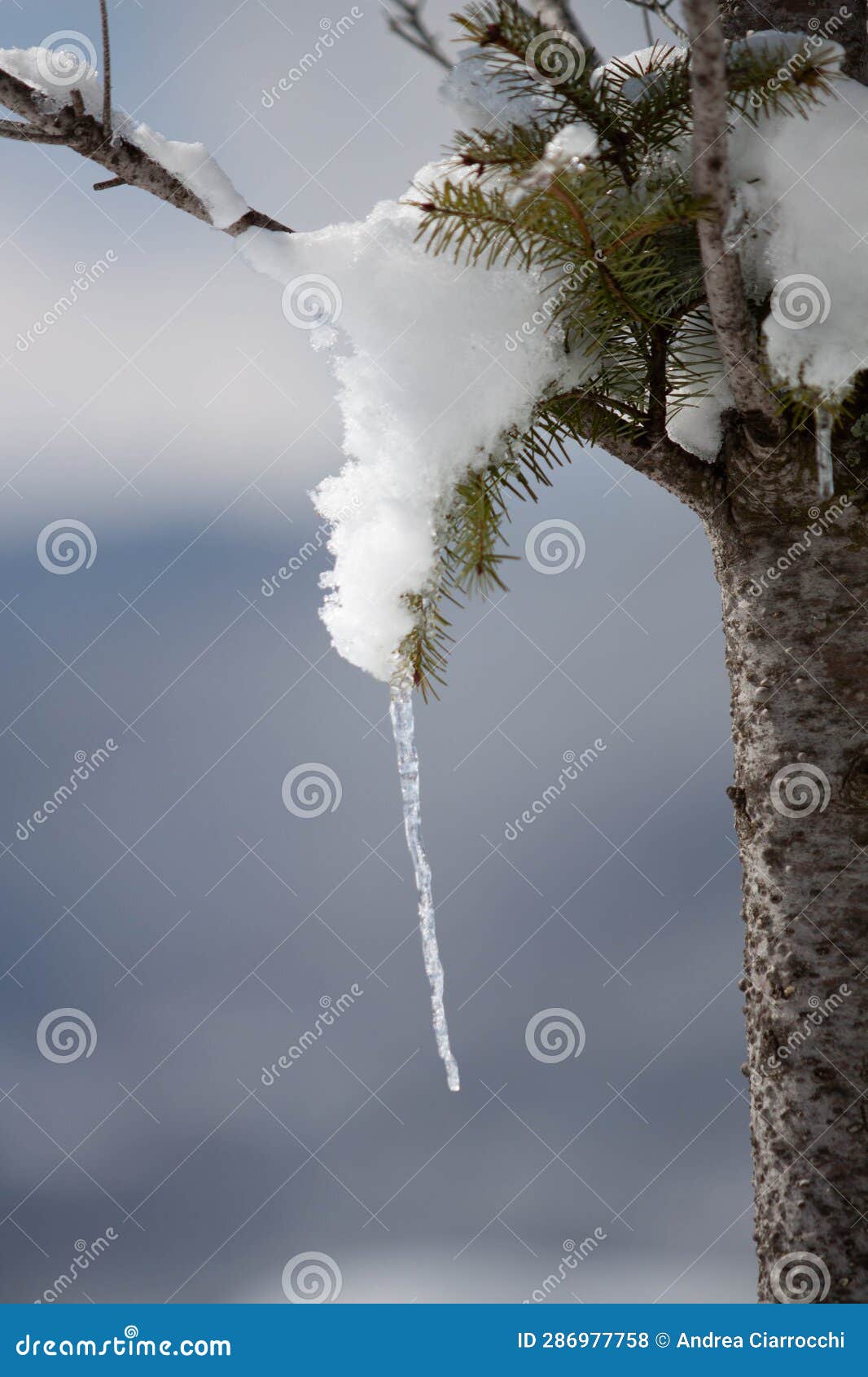 Tree with ice stock photo. Image of cold, sunny, outdoor - 286977758