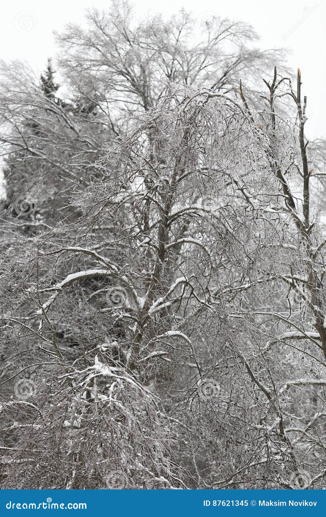 Tree after an Ice Storm, Rain. Stock Image - Image of nature, cloudy ...