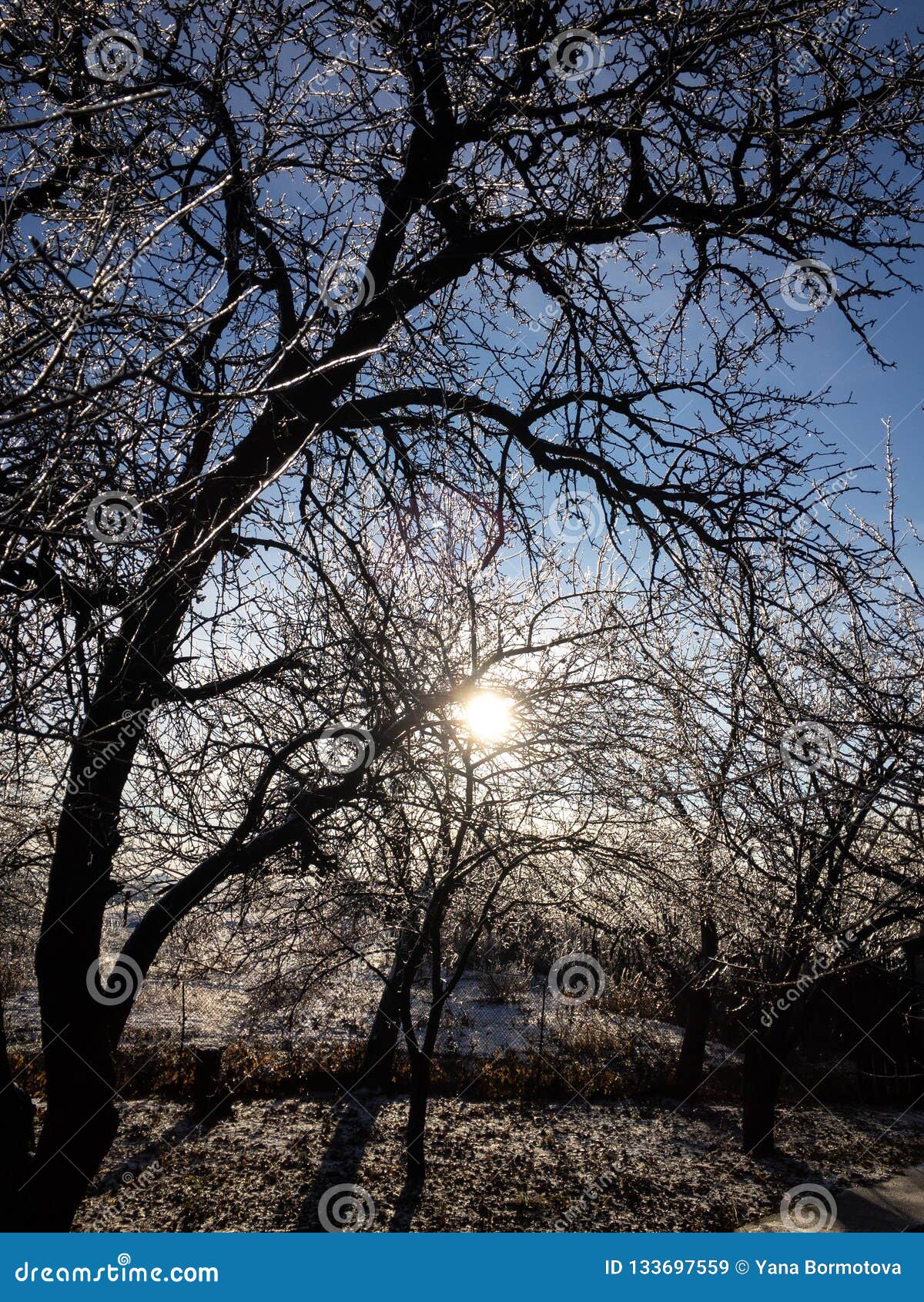 The Tree in the Ice at Winter. Stock Image - Image of beautiful, plant ...