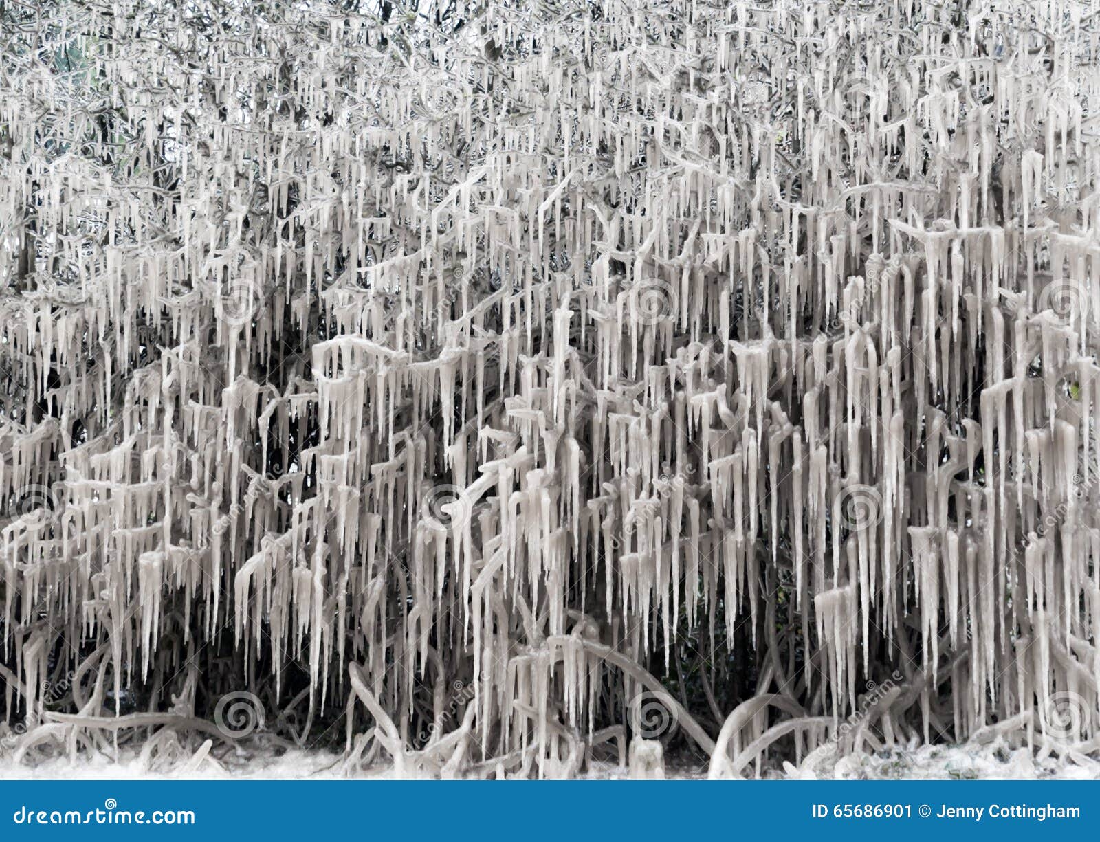Tree of Icicles stock image. Image of pattern, background - 65686901
