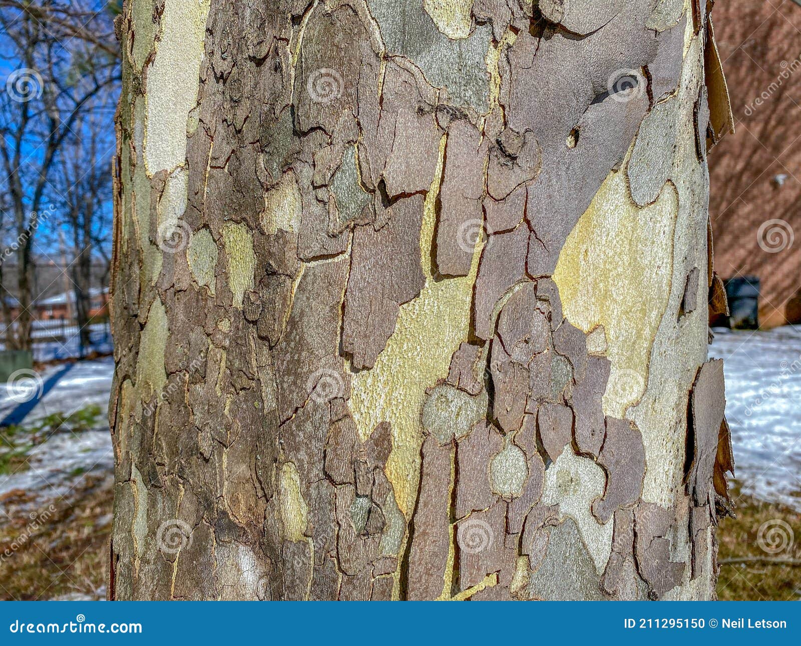 American Sycamore Tree Leaves At Phinizy Swamp Nature Park, Georgia ...