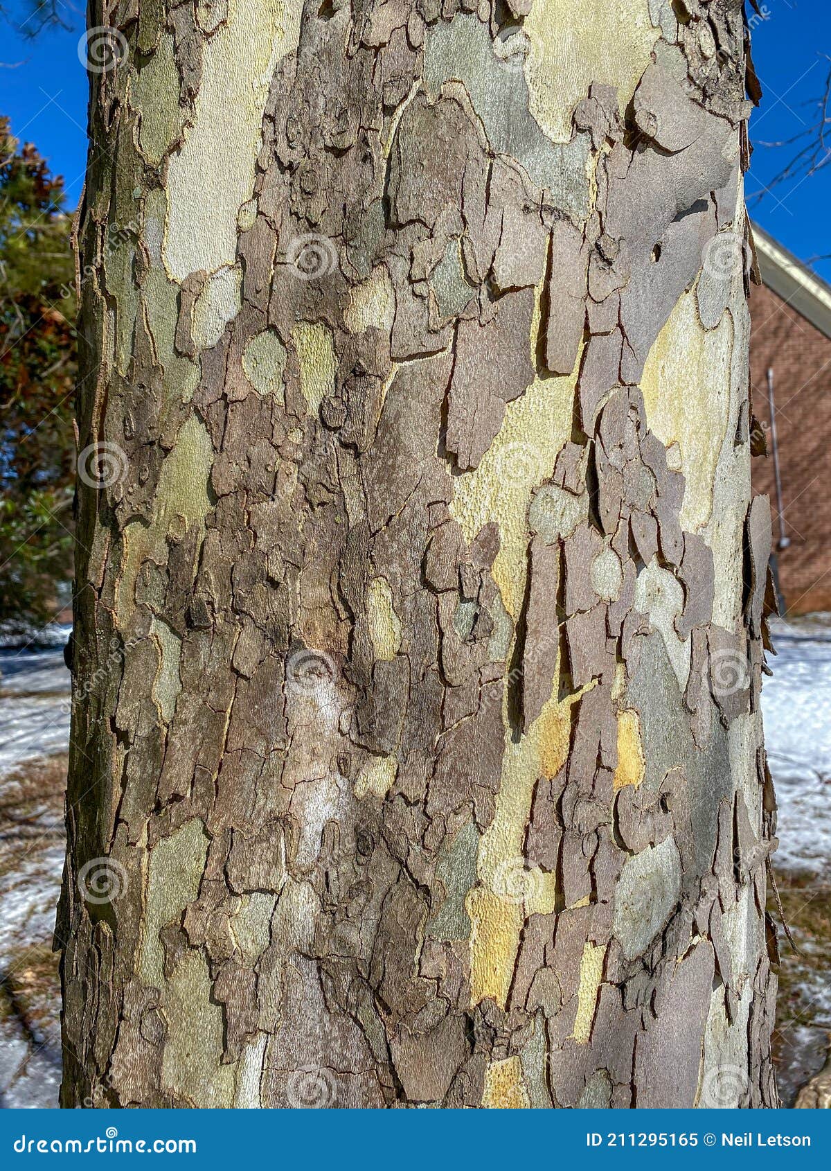 Platanus Occidentalis Bark