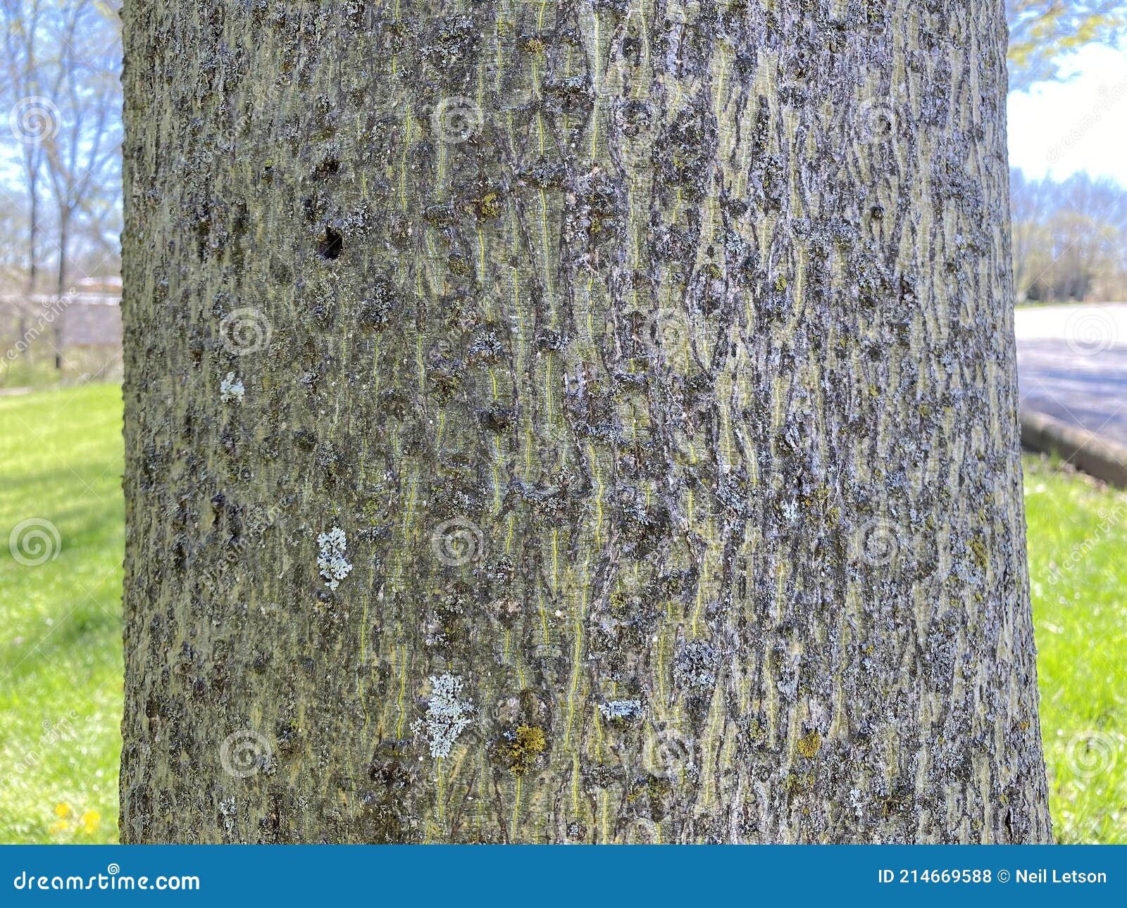 Tree Identification. Bark. Chinese Parasoltree Stock Photo - Image of ...