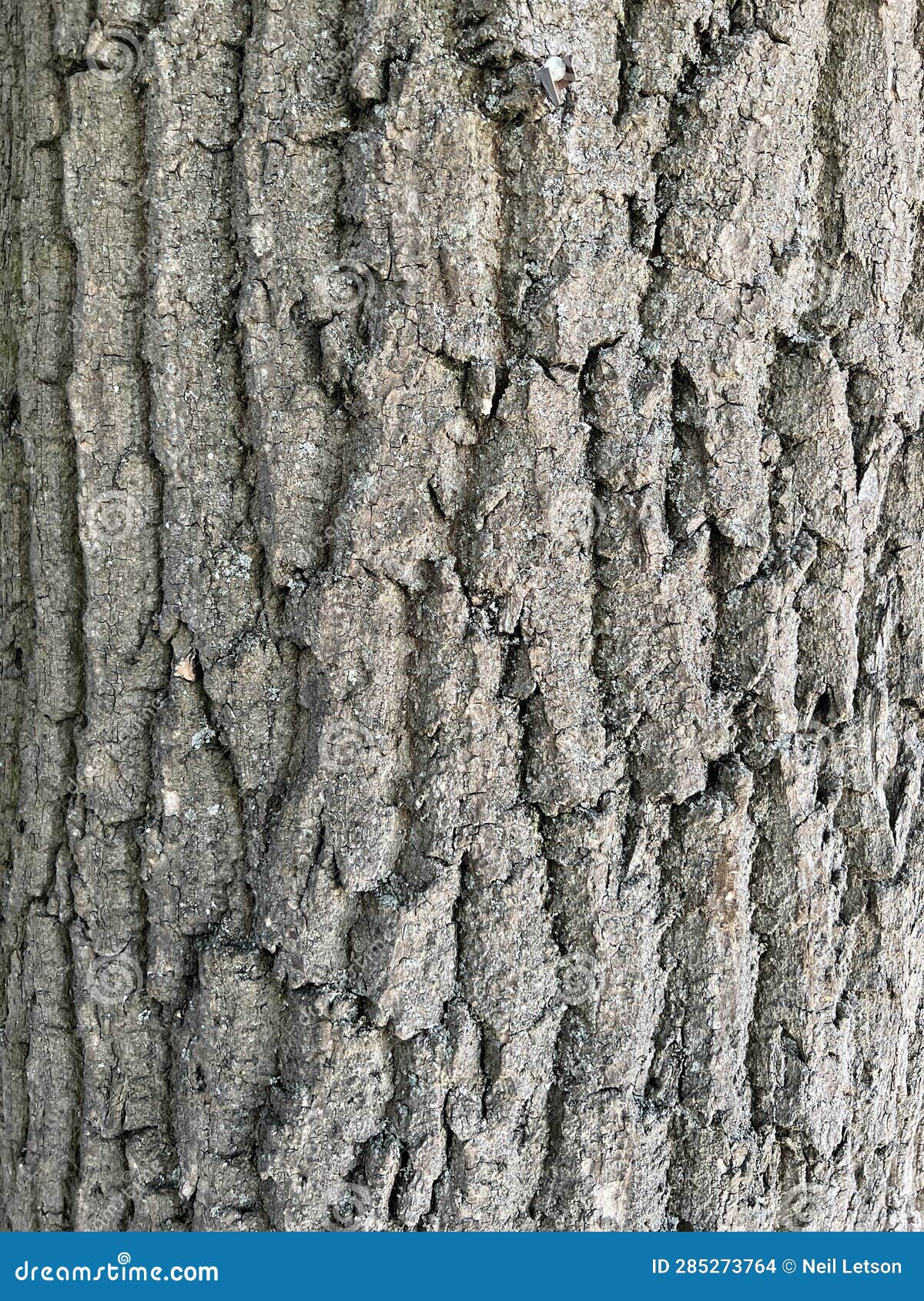 Tree Identification. Bark. European Ash. Fraxinus Excelsior Stock Photo ...