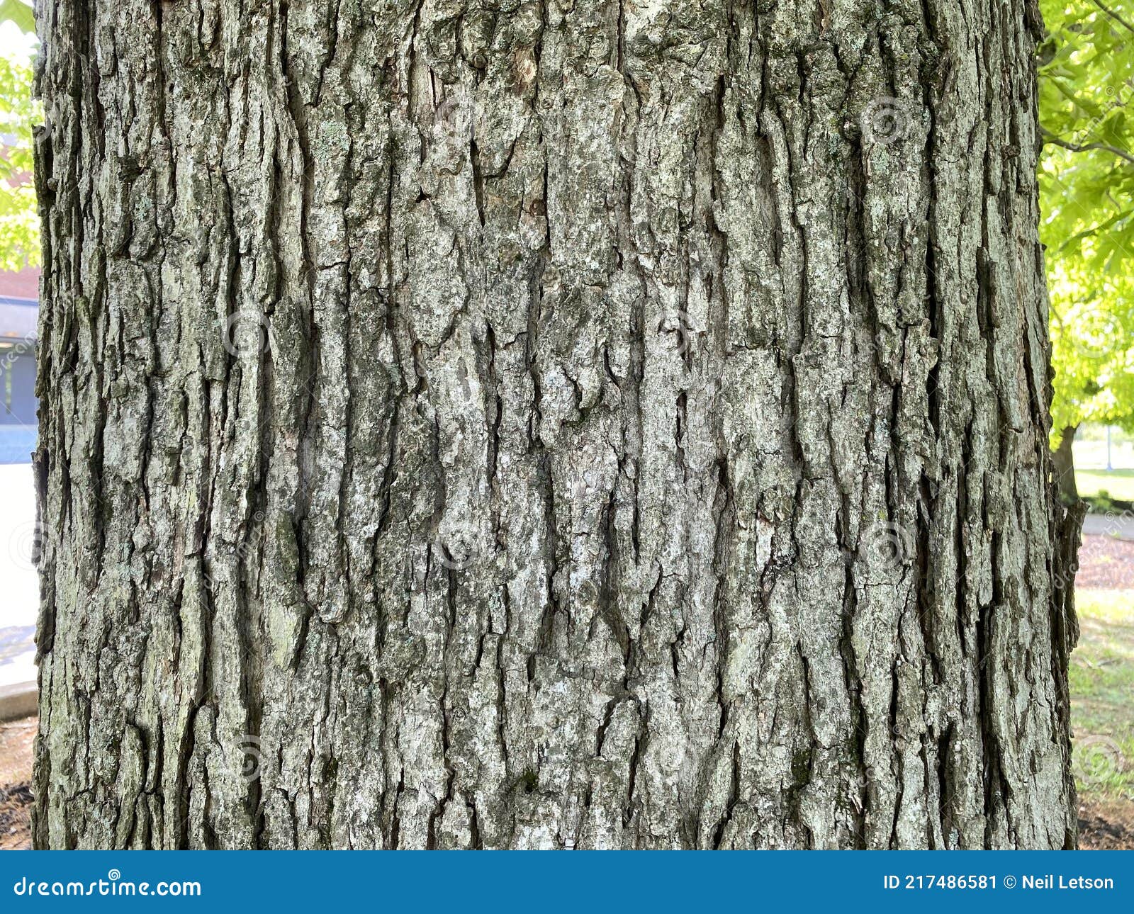 Tree Identification. Tree Bark. Overcup Oak. Quercus Lyrata Stock Image ...