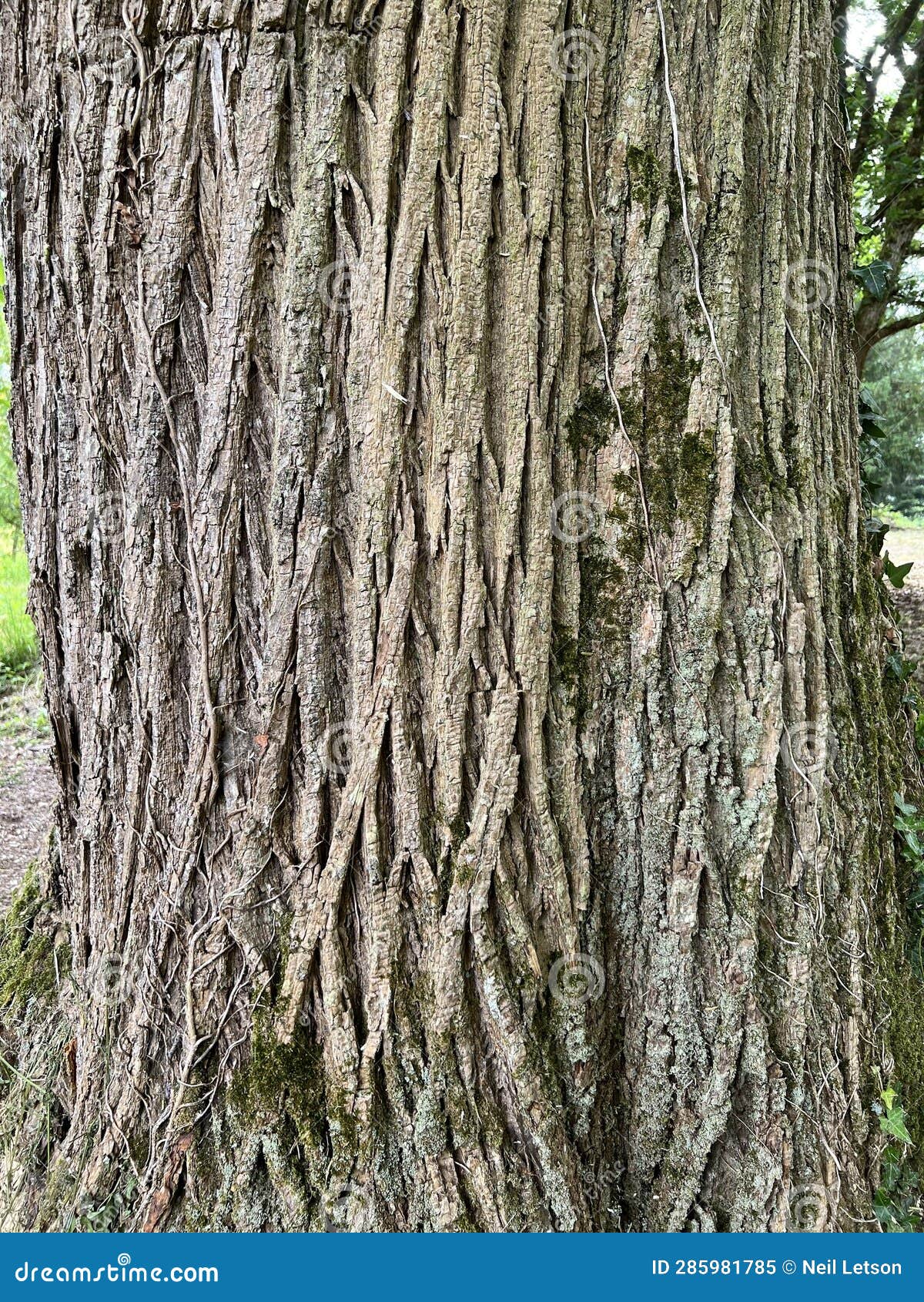 Tree Identification. Bark. Sweet Chestnut Tree. Castanea Sativa Stock ...