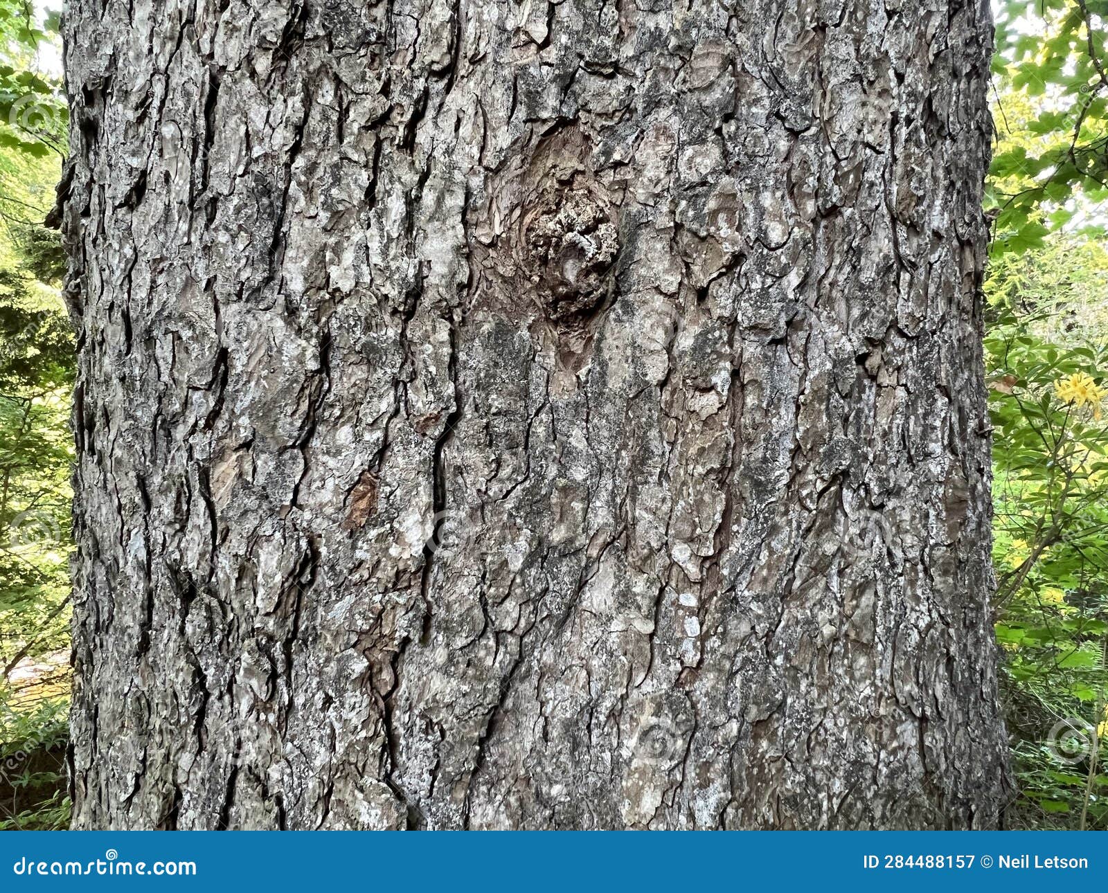 Tree Identification Bark Sycamore Maple Acer Pseudoplatanus Stock Image Image Of Flower