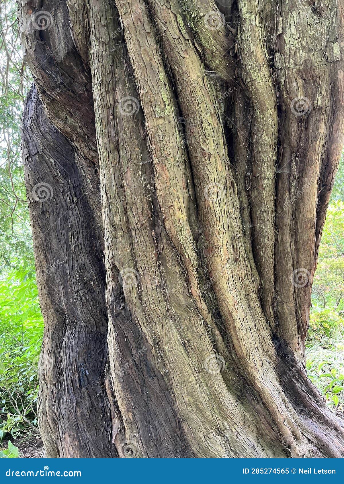 Tree Identification. Bark. Yew. Taxus Baccata Stock Image - Image of ...