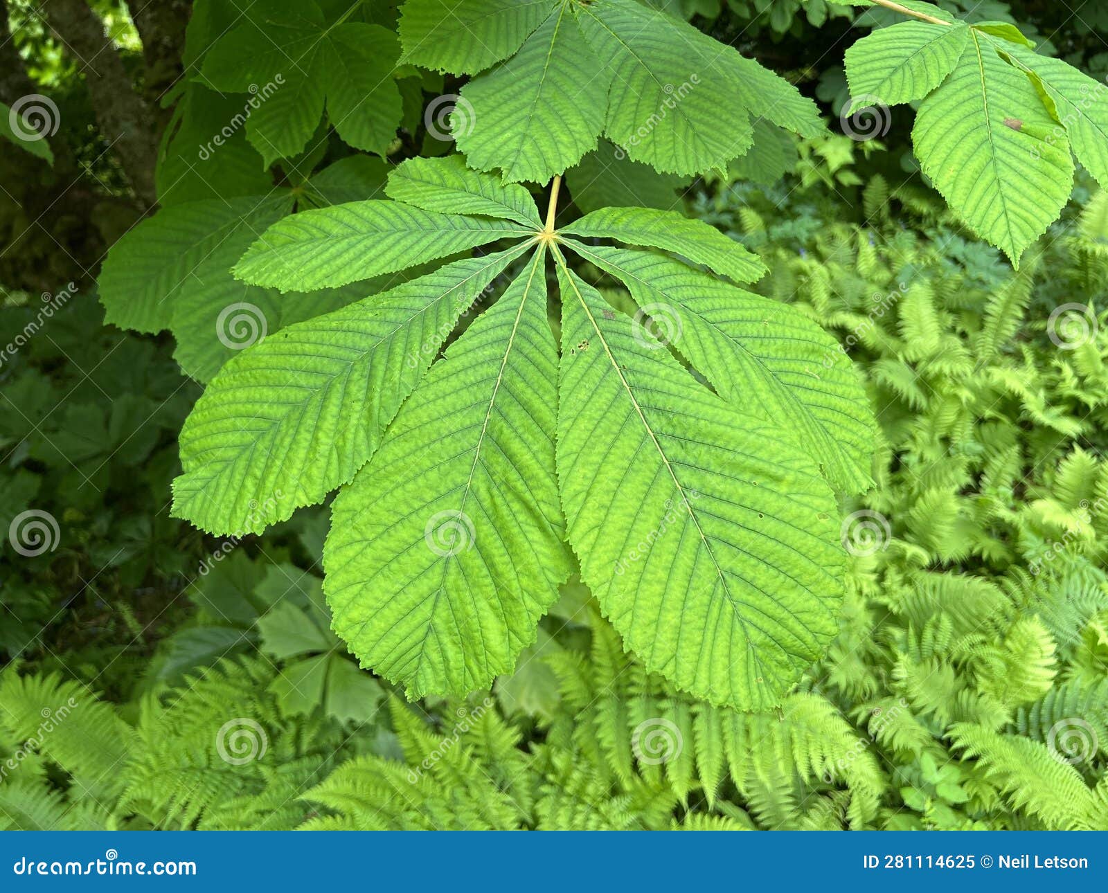 Chestnut Leaf Identification