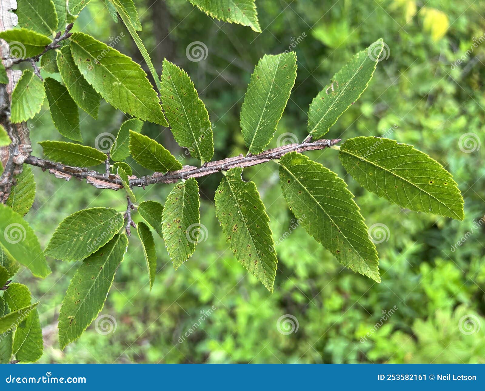 Tree Identification. Leaf. Winged Elm Stock Image - Image of winged ...