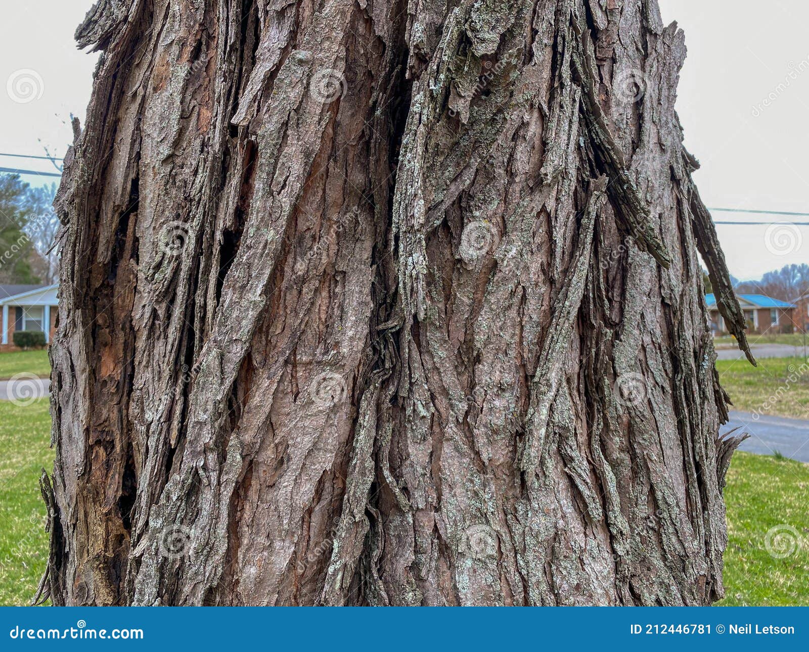 Tree Identification: Silver Maple. Acer Saccharinum Stock Image - Image ...