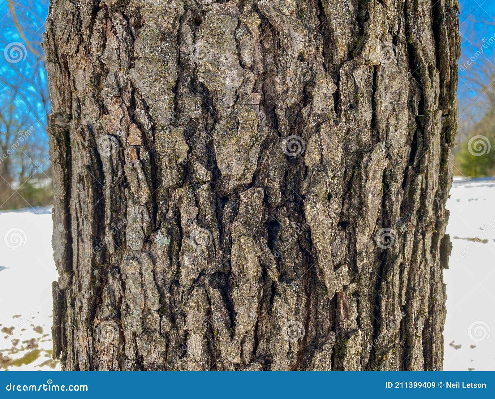 Tree Identification. Tree Bark. Pignut Hickory. Carya Glabra Royalty ...