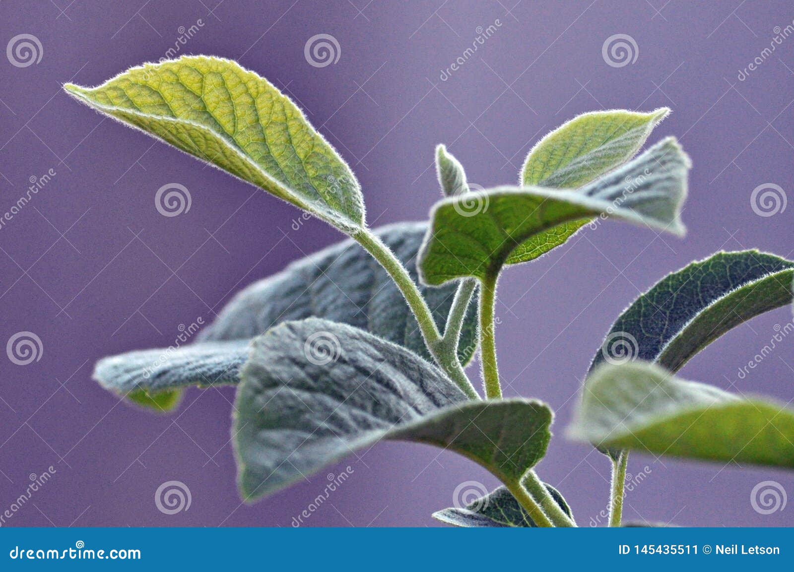 Tree Identification: Two-Winged Silverbell Tree Leaf Stock Image ...