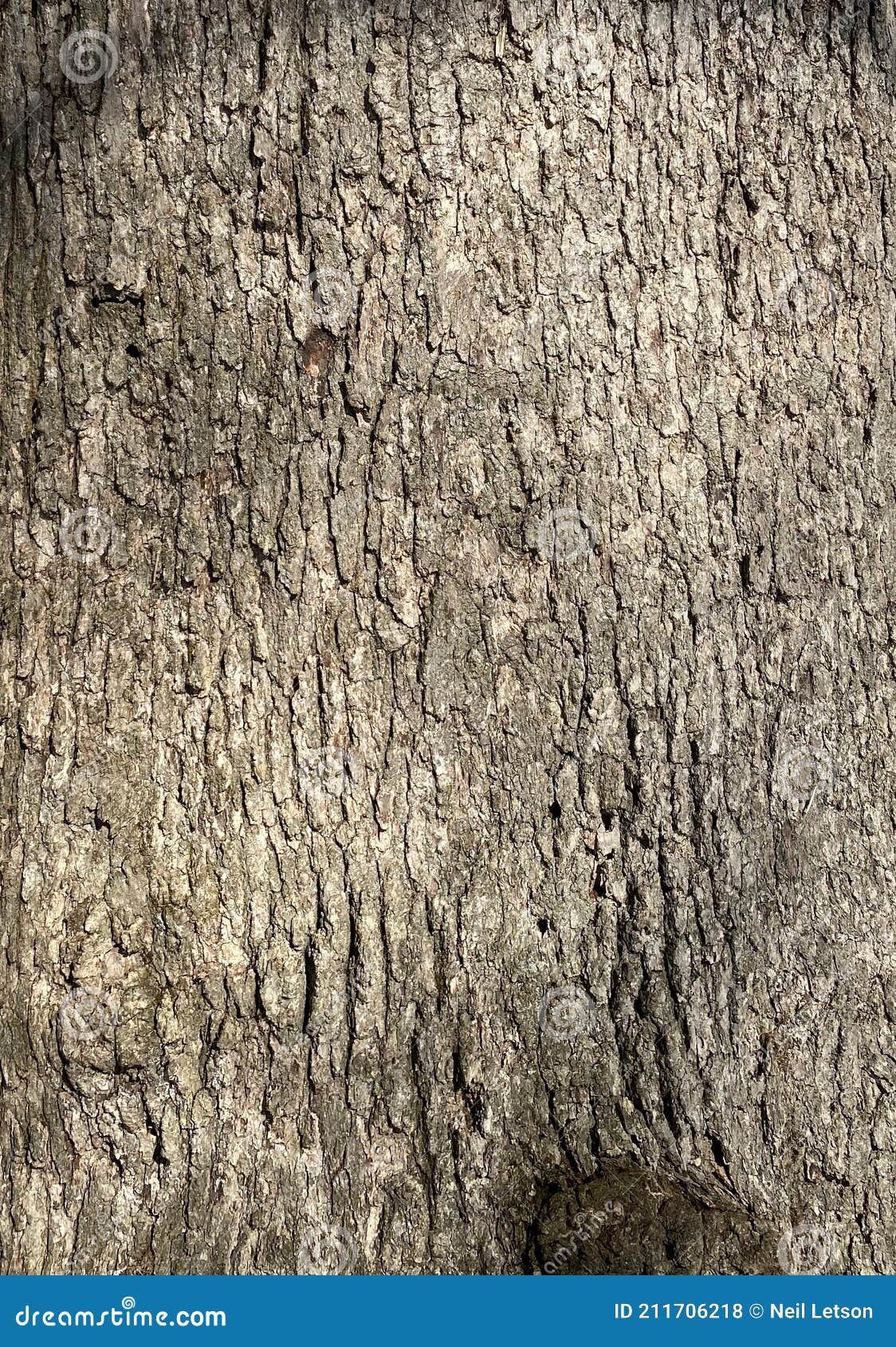 Tree Identification: White Oak. Quercus Alba Stock Photo - Image of ...