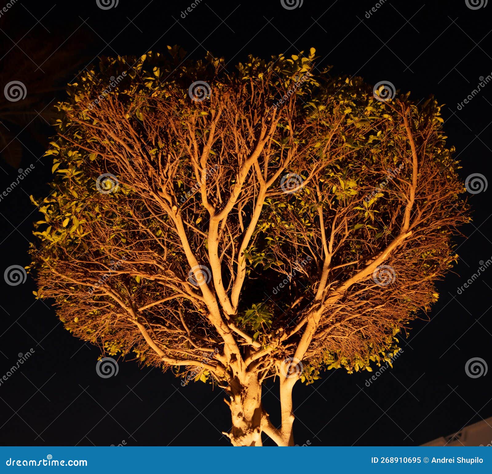 Tree Illuminated at Night in the Park. Stock Image - Image of road ...