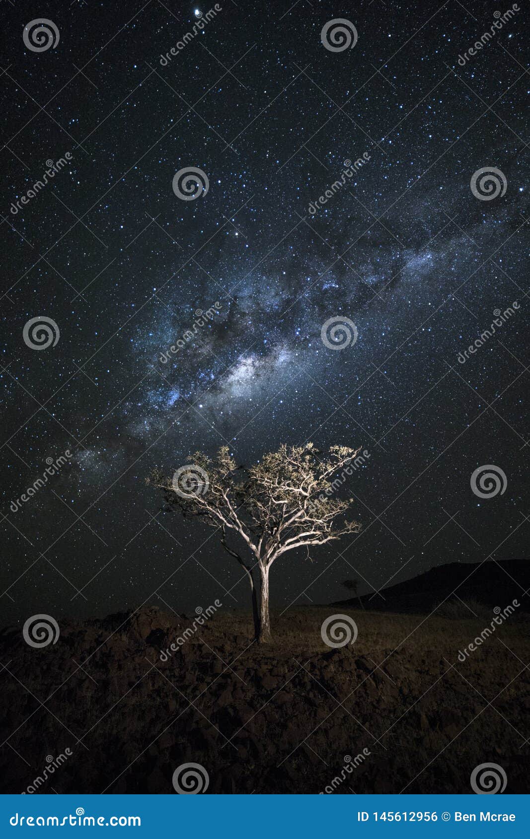 A tree under the Milky Way stock photo. Image of plant - 145612956