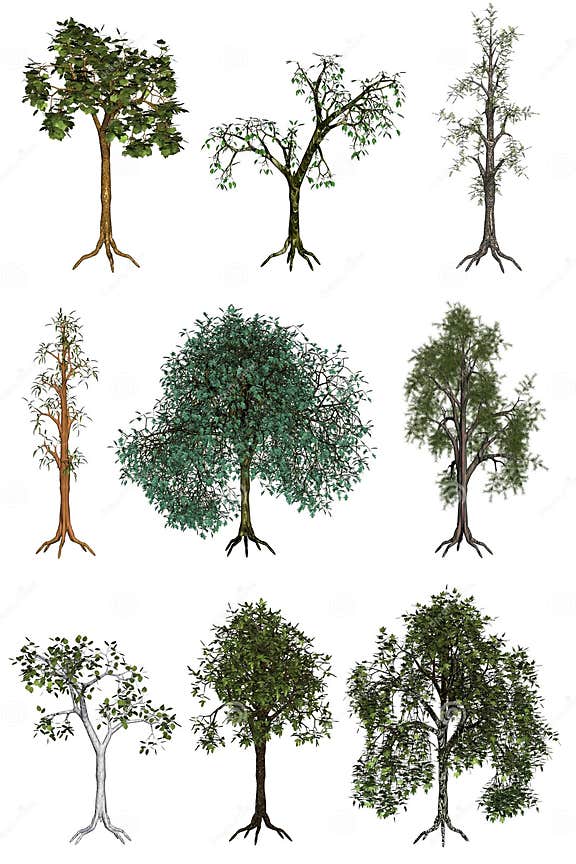 Tree illustrations stock illustration. Illustration of book - 6363315