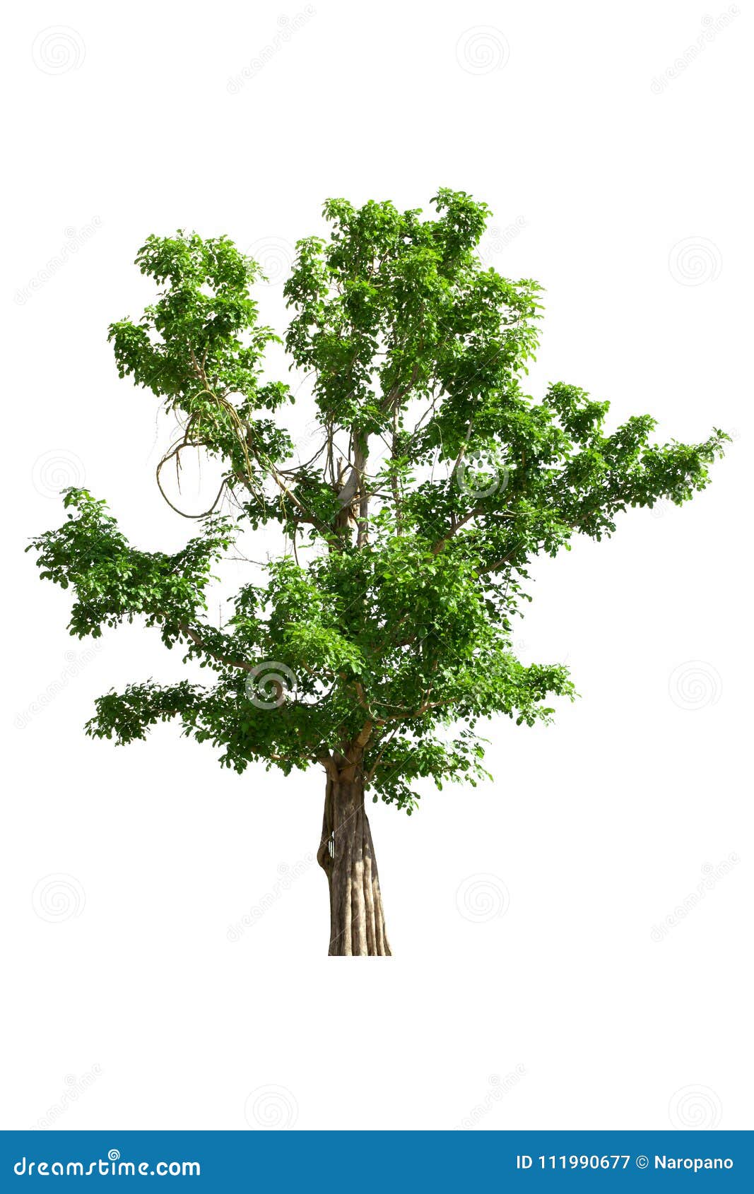 Tree Image Isolated on White Background Stock Image - Image of white ...