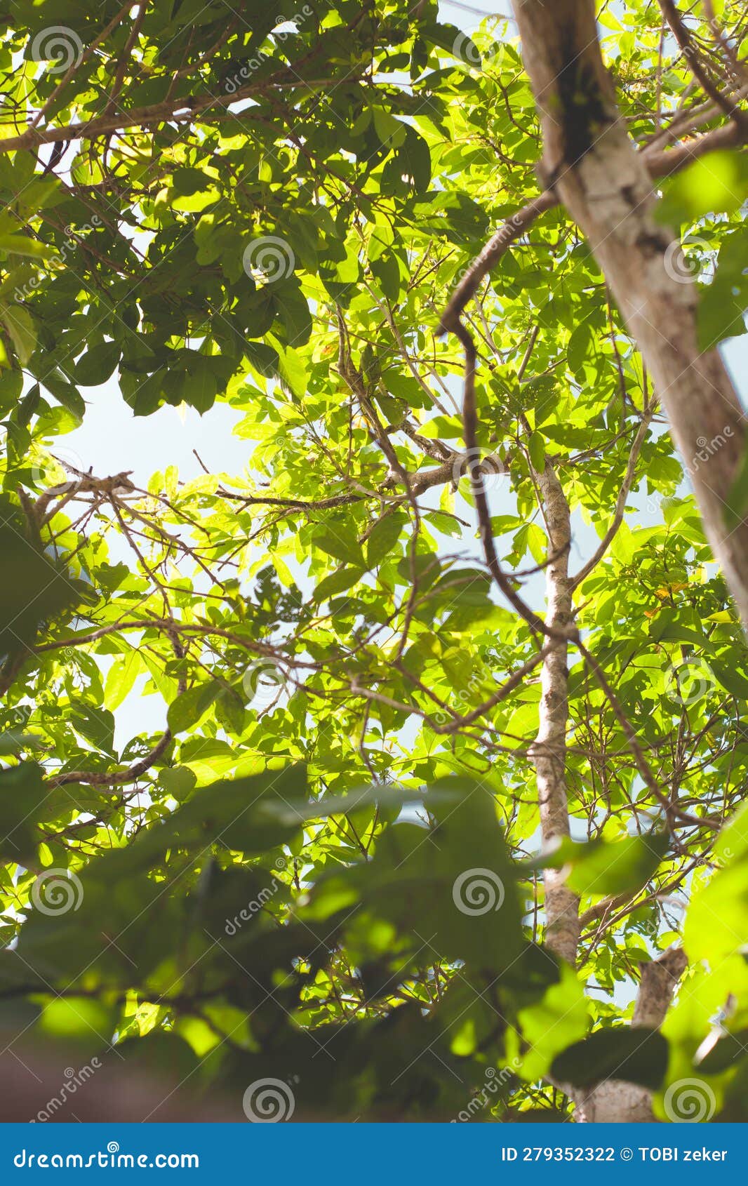 The Tree Image is Taken from Below Stock Photo - Image of tree, grove ...