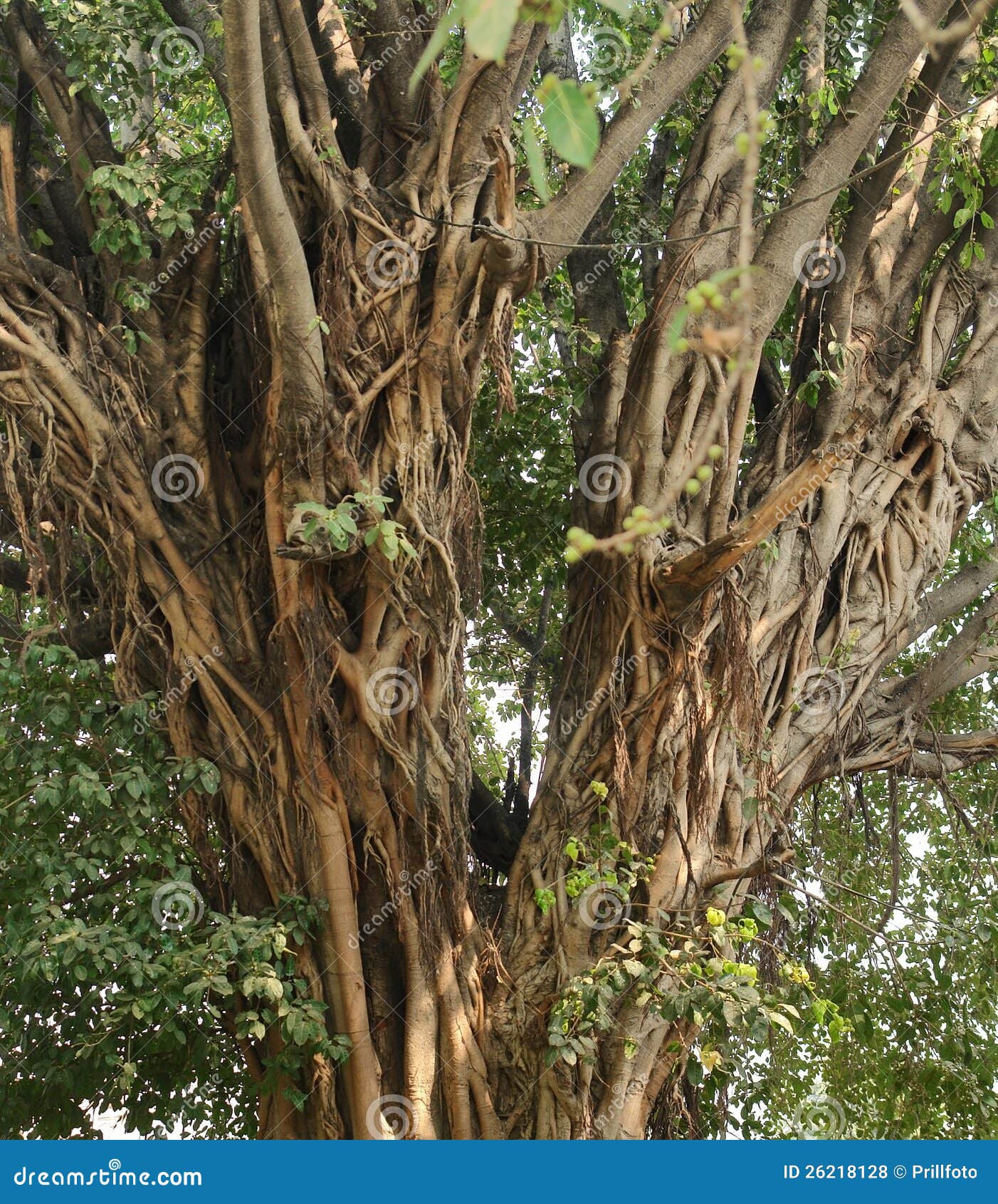 Tree in India stock photo. Image of countryside, botany - 26218128
